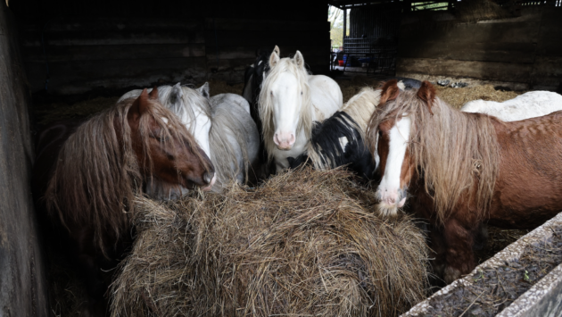 ‘Wanton neglect of hundreds of animals’: 59 horses among +450 animals ...