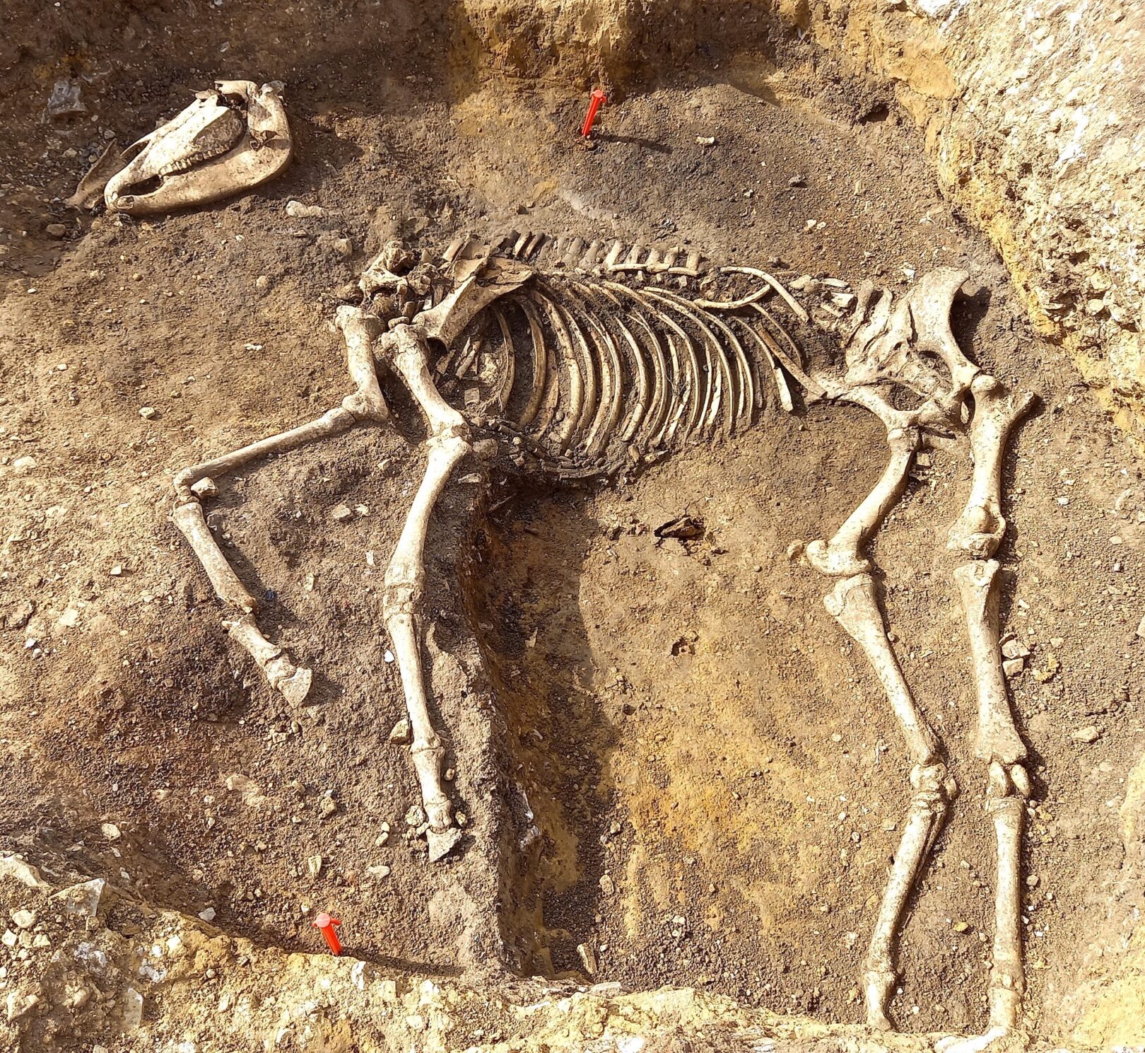 Anglo-Saxon horse grave discovered at Sizewell C site