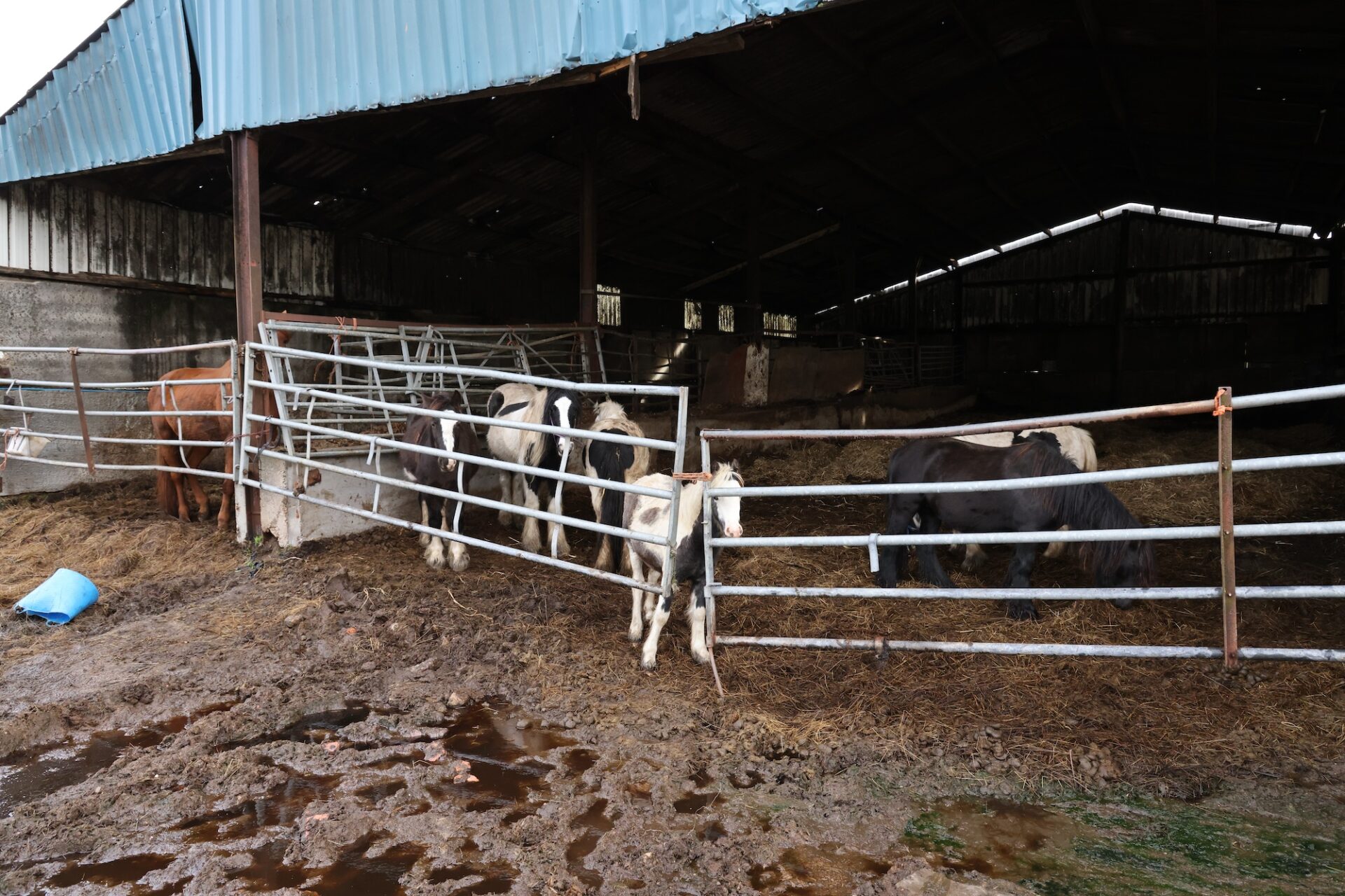 ‘Wanton neglect of hundreds of animals’: 59 horses among +450 animals ...