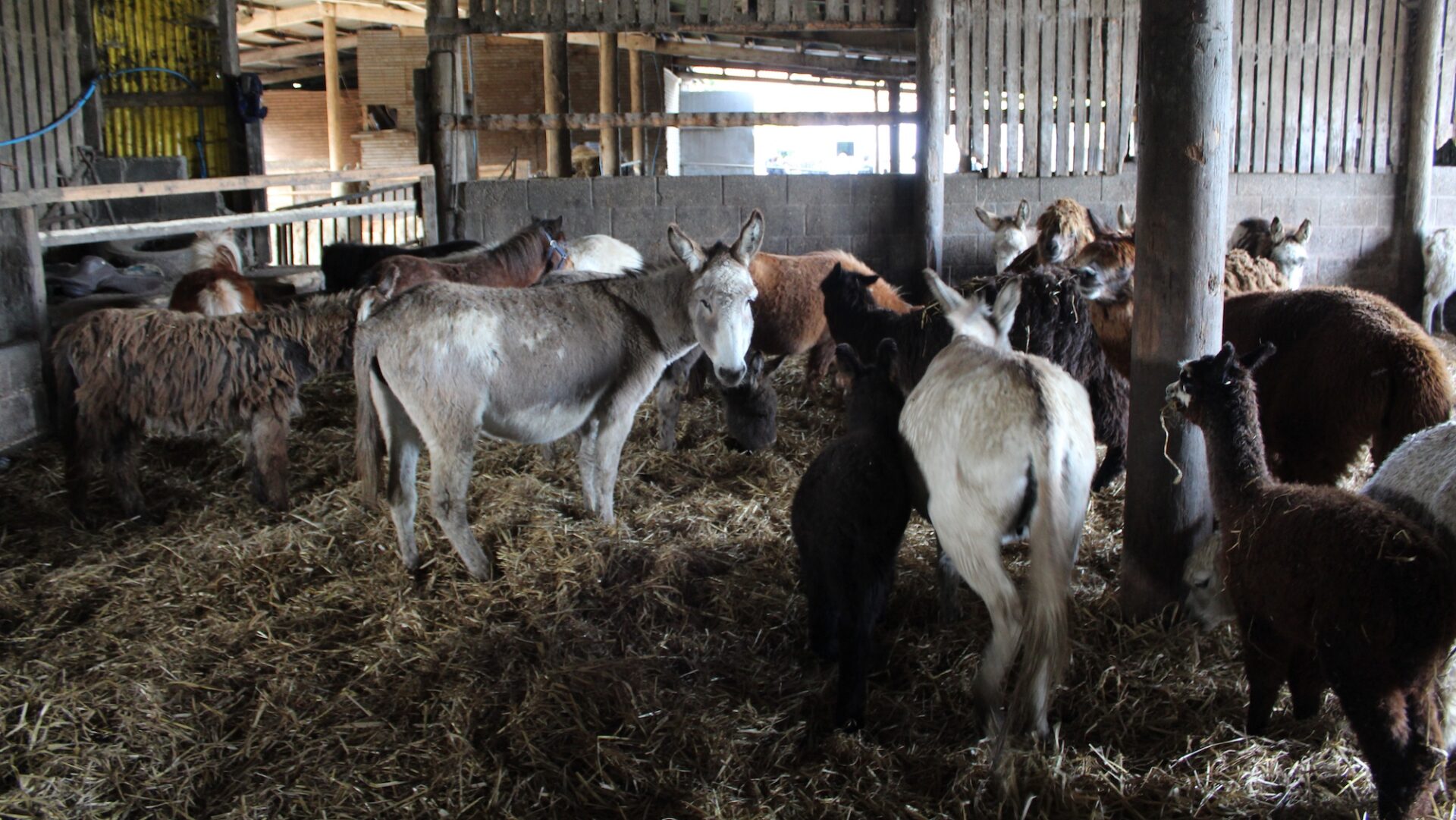 ‘Wanton neglect of hundreds of animals’: 59 horses among +450 animals ...