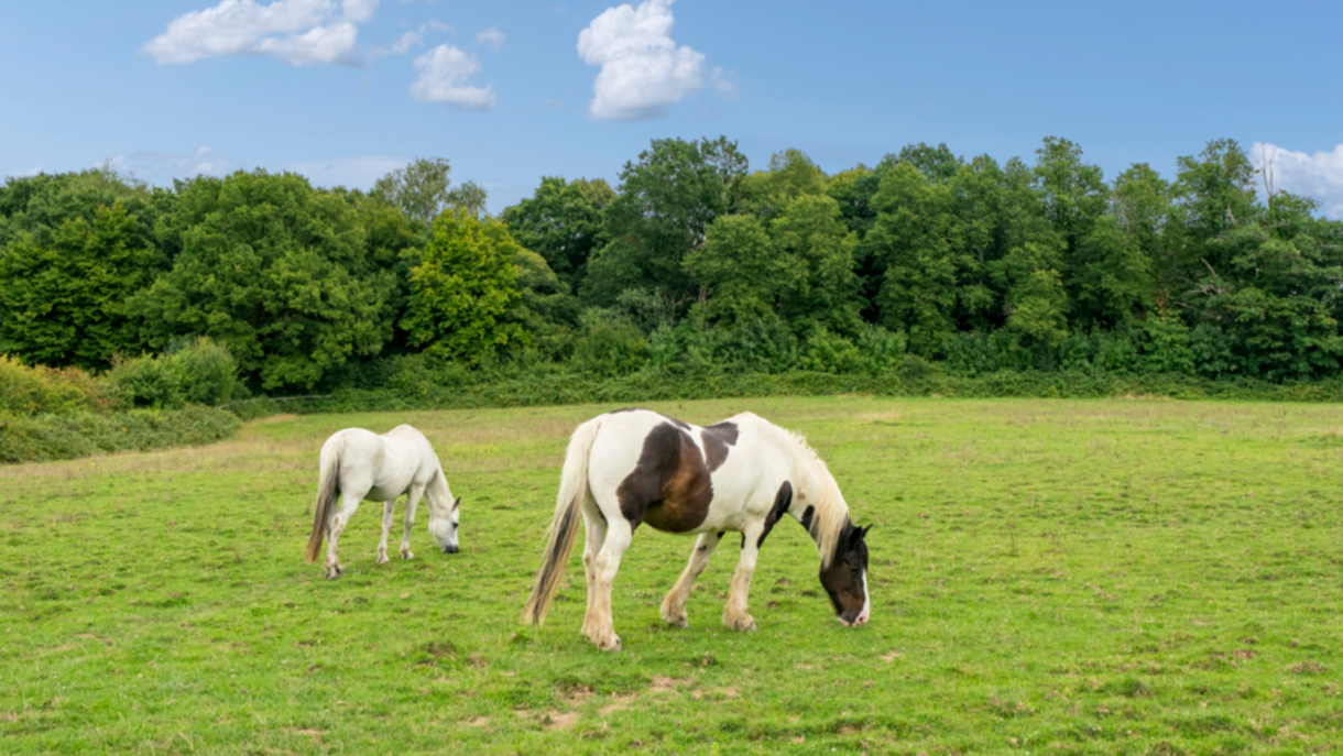 Horsey home with 18 acres, stables, an arena and an oast house annex