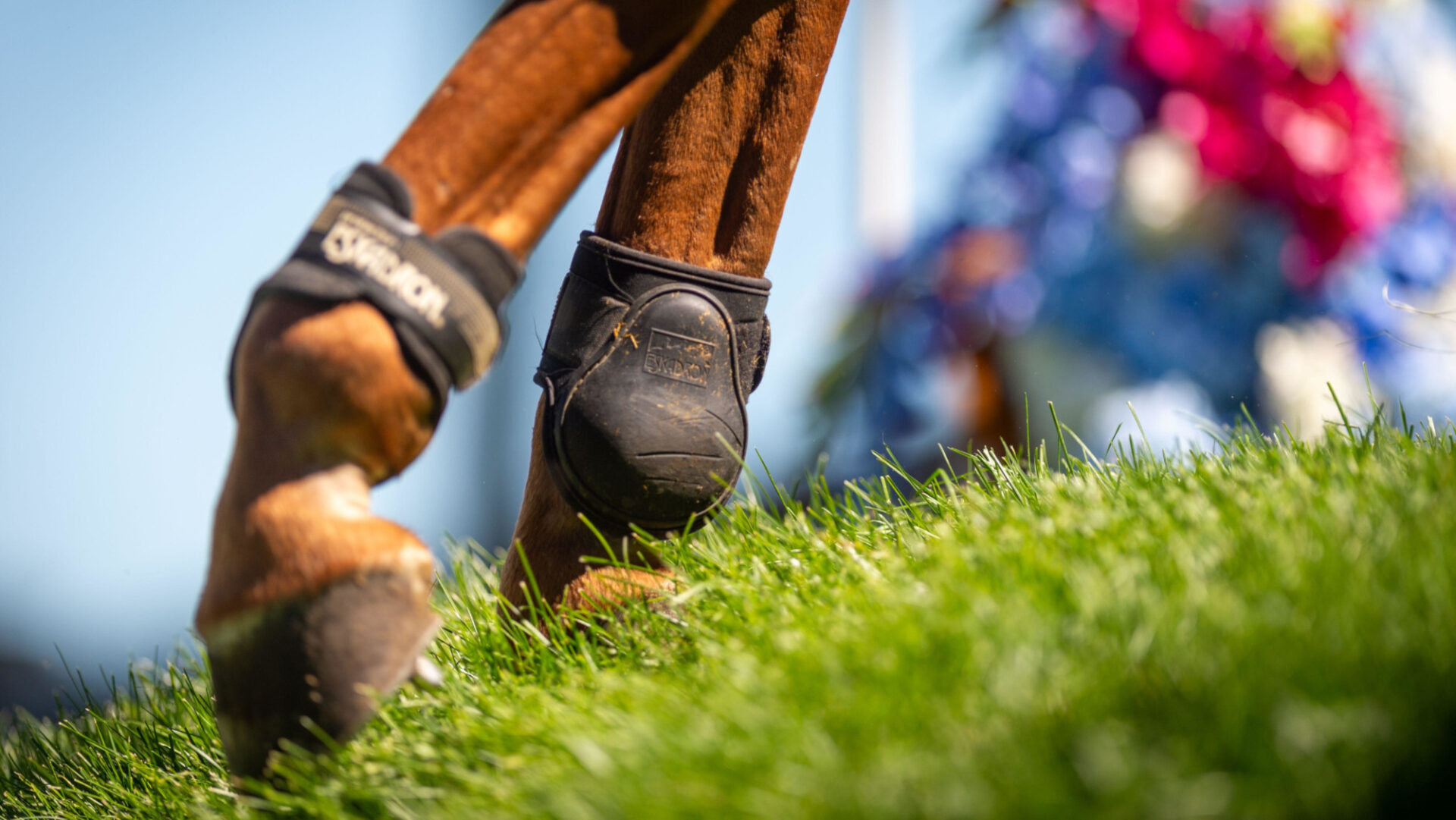 Controversial changes to showjumping blood rules approved – but Britain ...