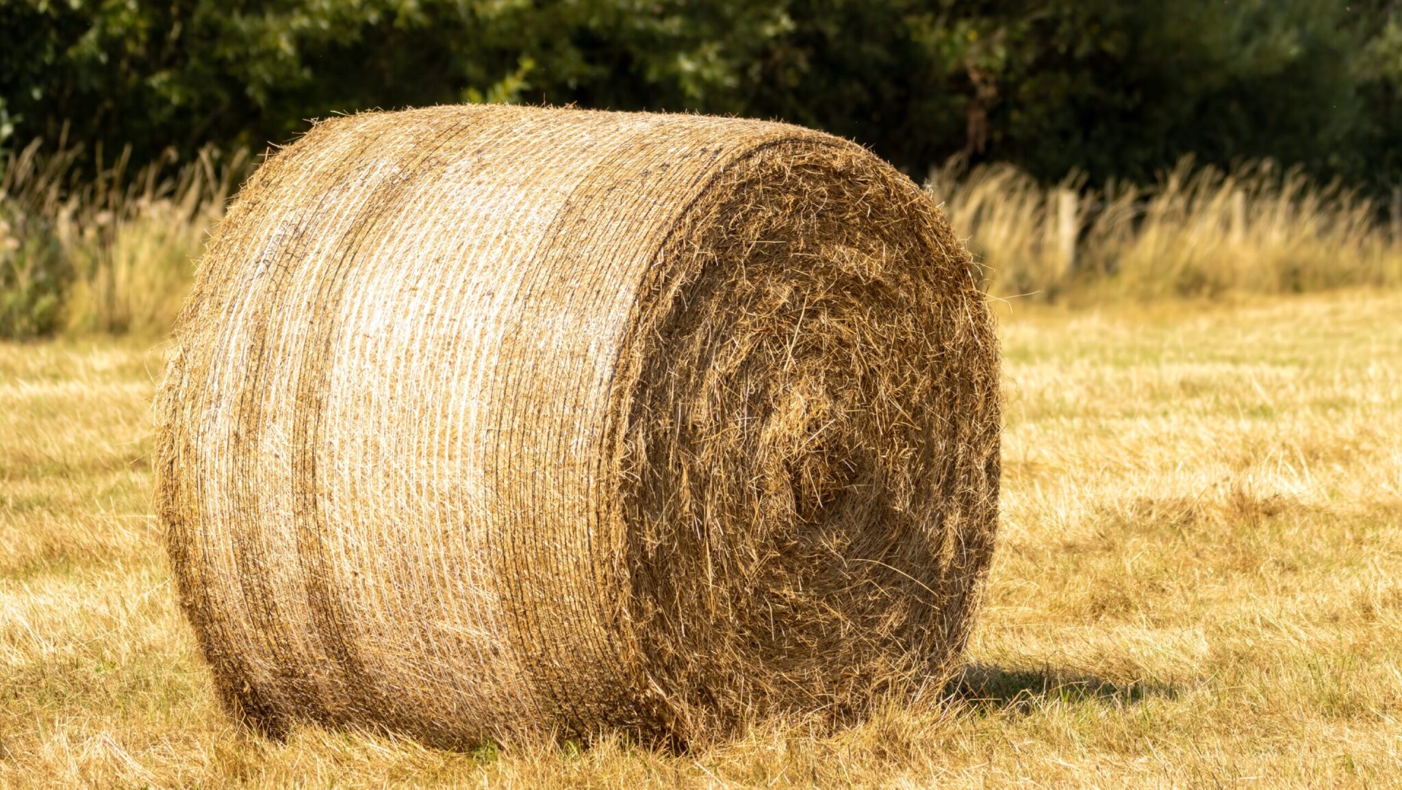 Types of forage: which is right for your horse? | Horse & Hound