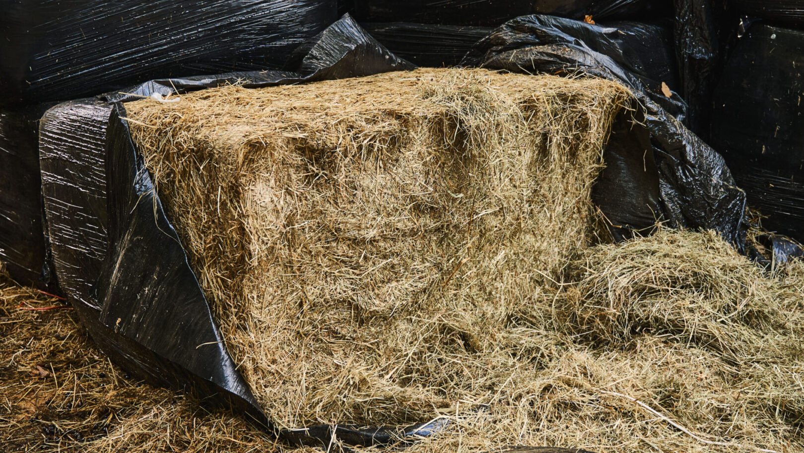 Types of forage: which is right for your horse? | Horse & Hound