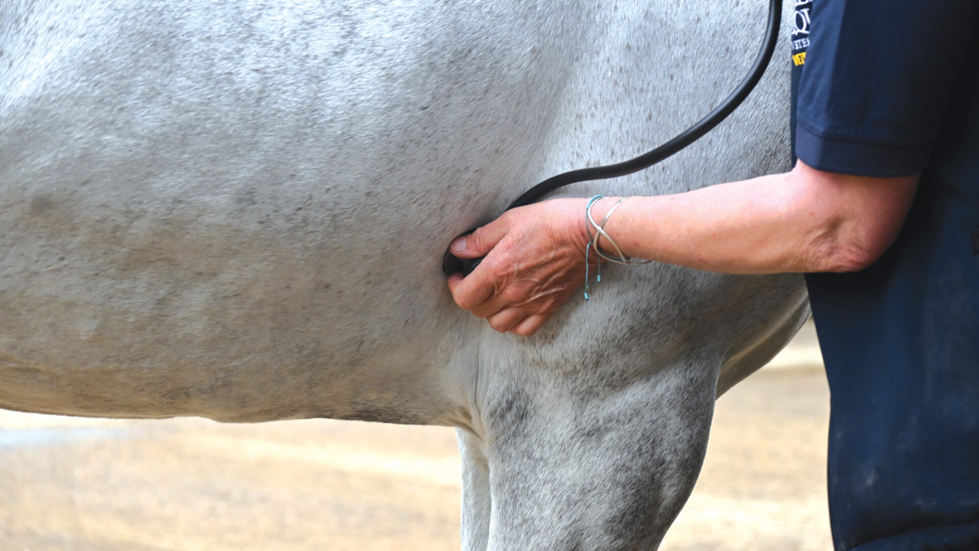 Consultation launched of Veterinary Surgeons Act reforms
