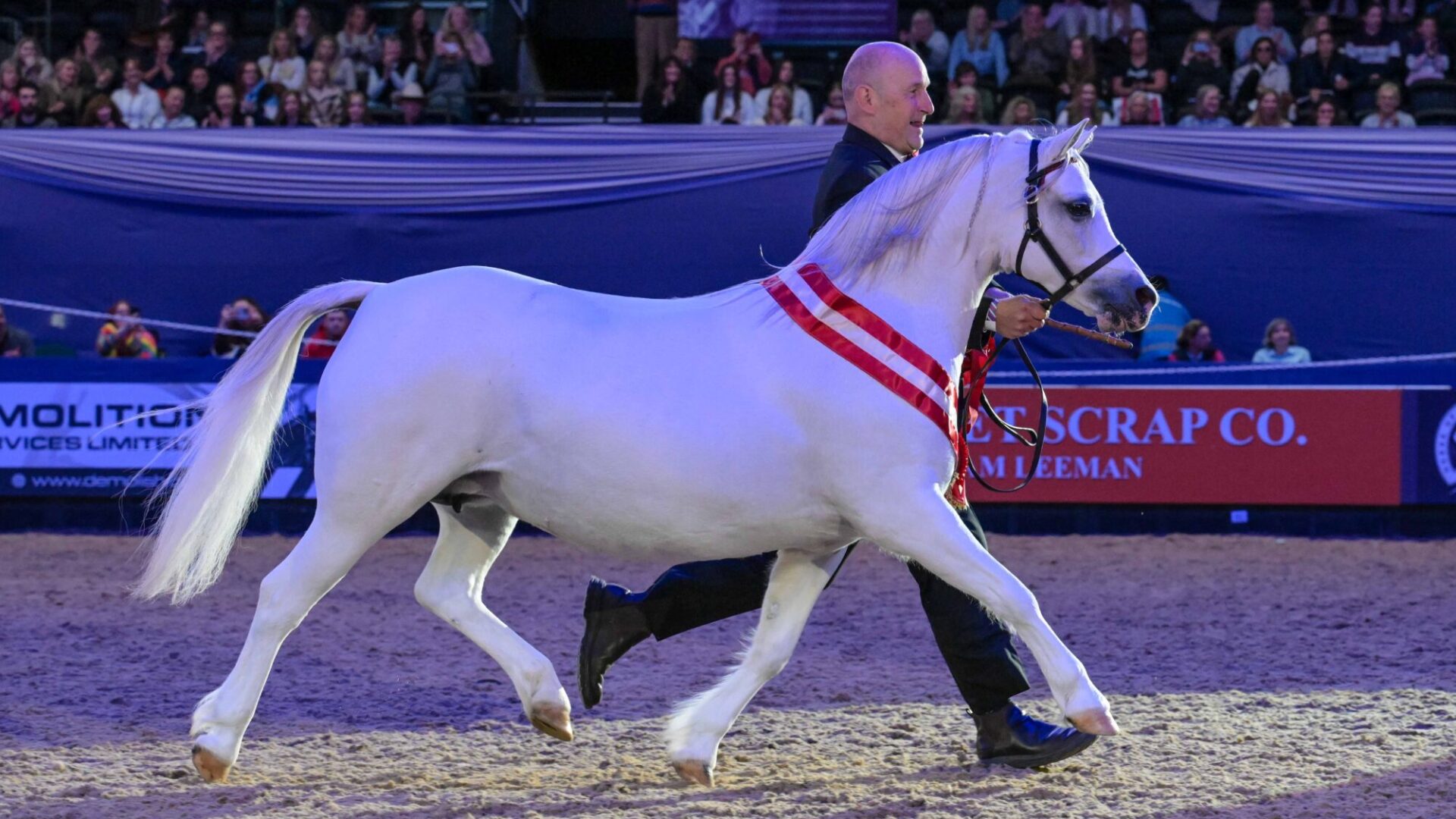 How to handle a foal from untouched to foal-show ready
