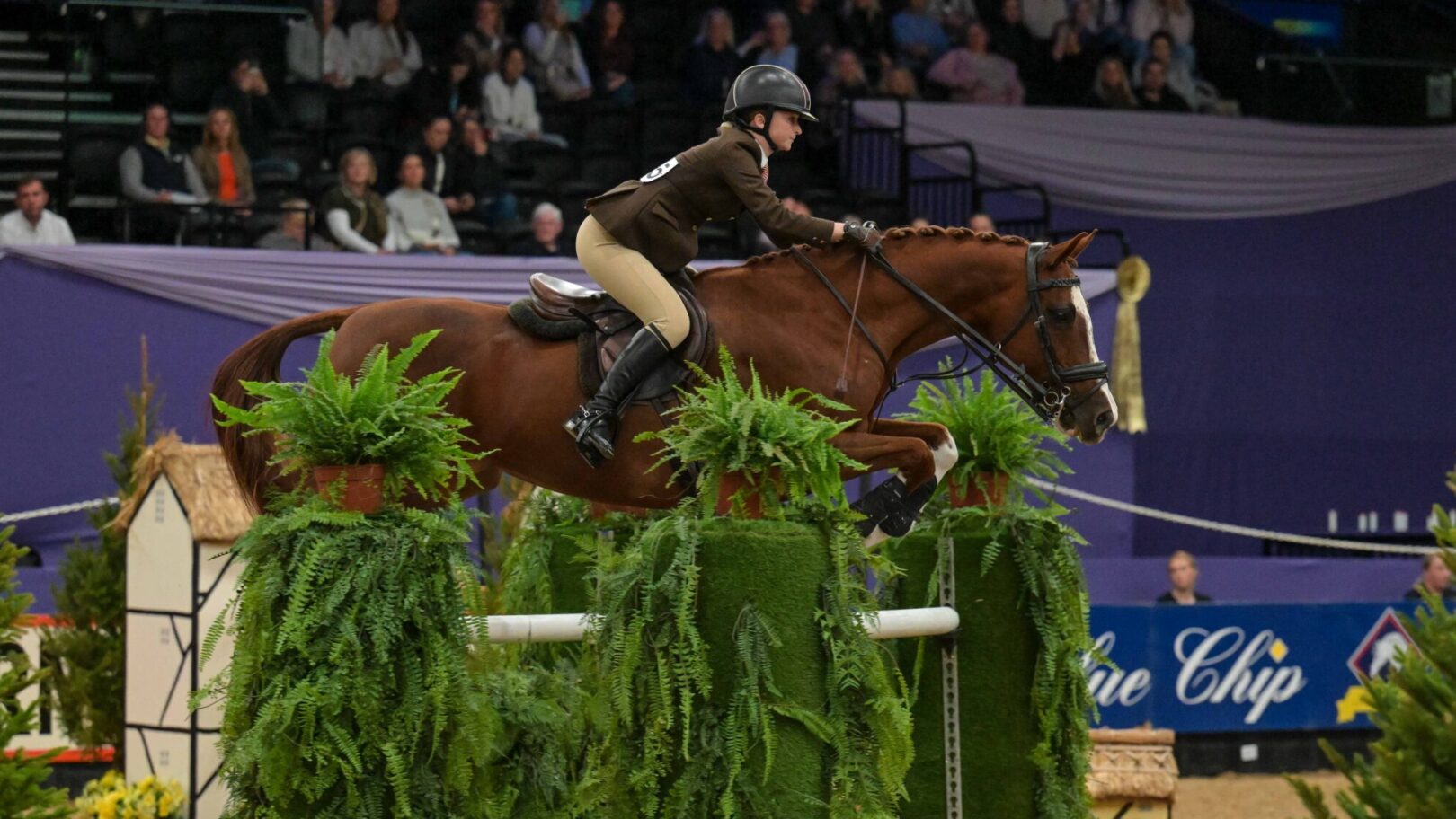 HOYS working hunter champion is claimed by a former intermediate victor