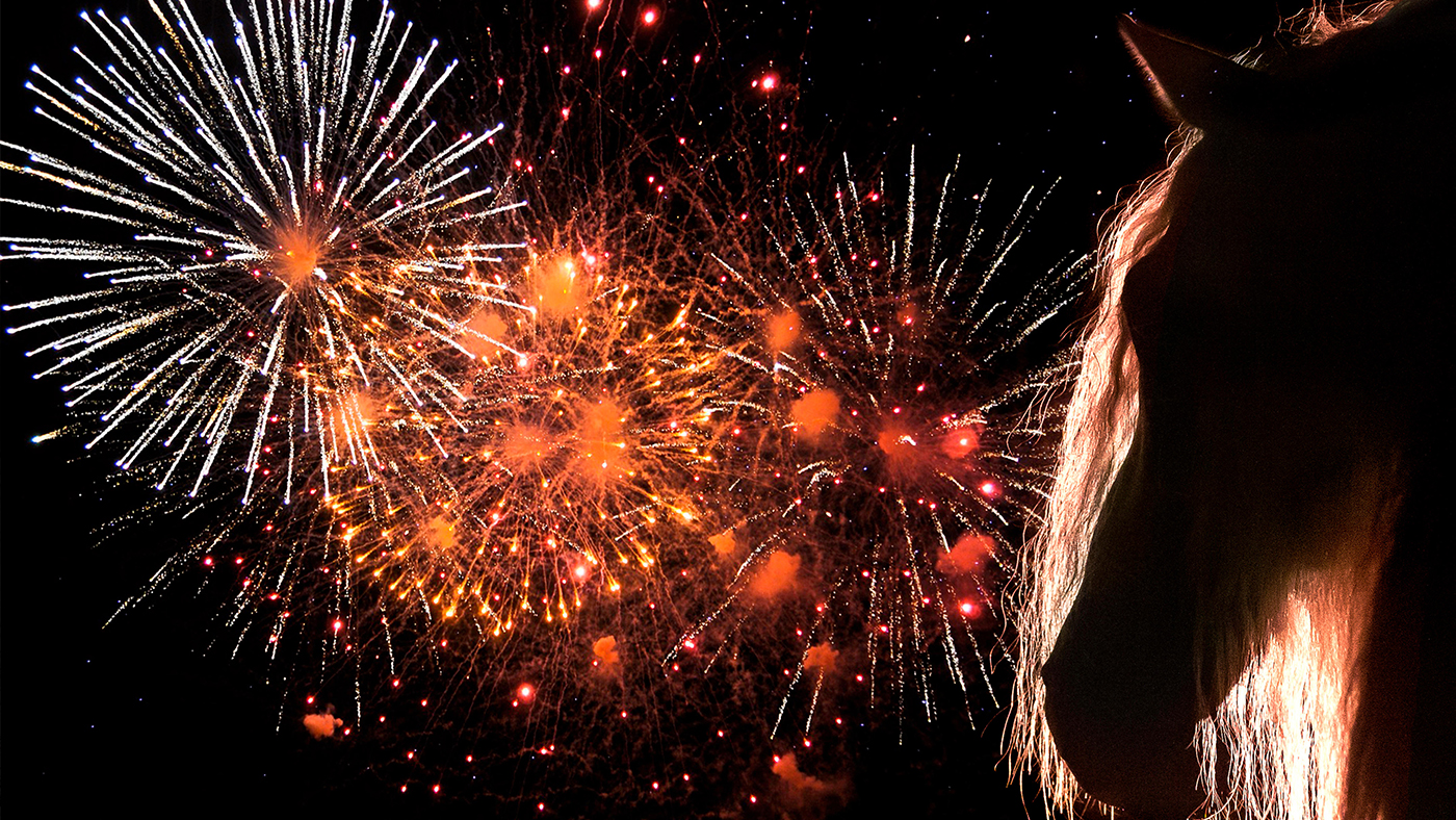 Horses and fireworks – 16 useful tips to cope | Horse & Hound