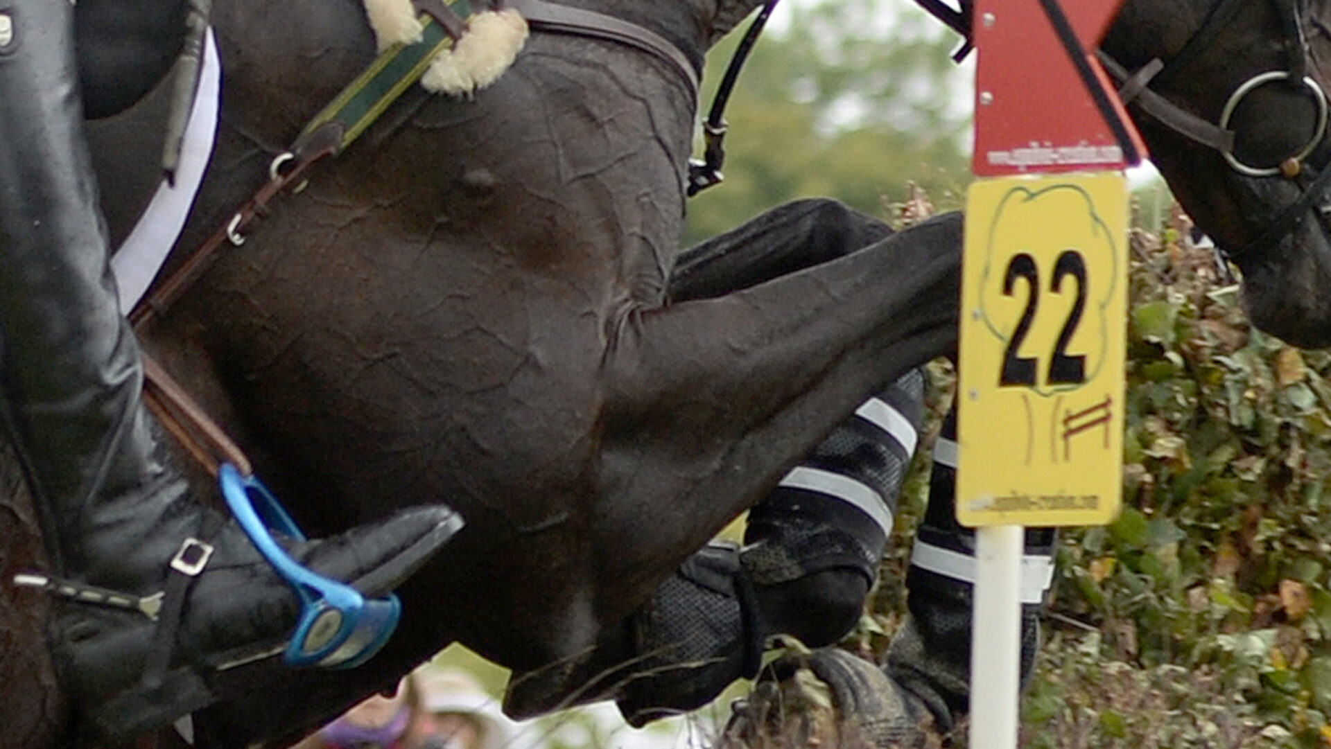 Dressage blood rule clarification and what’s coming for FEI competitors
