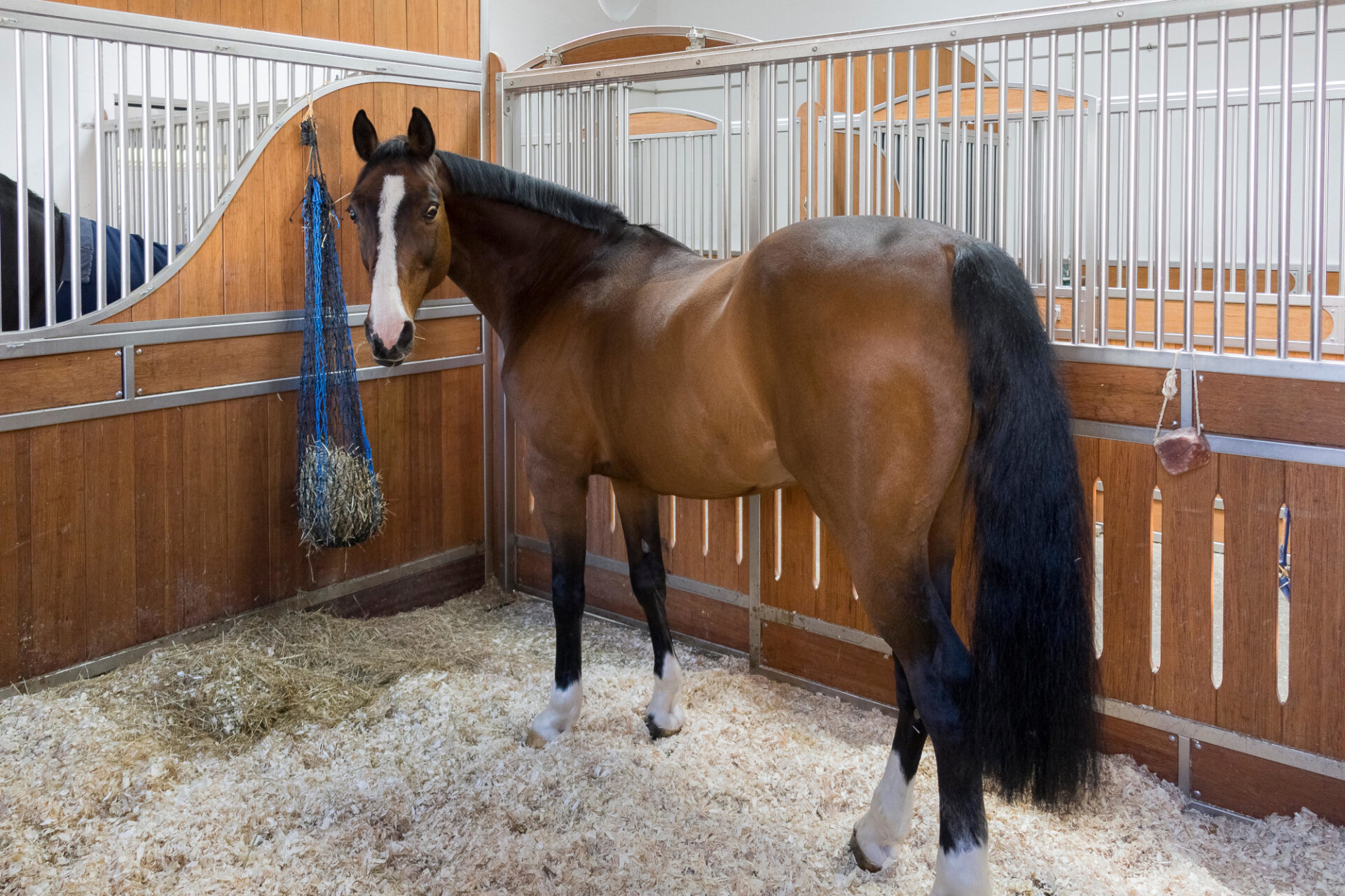 How to keep stabled horses happy and healthy with advice from a vet