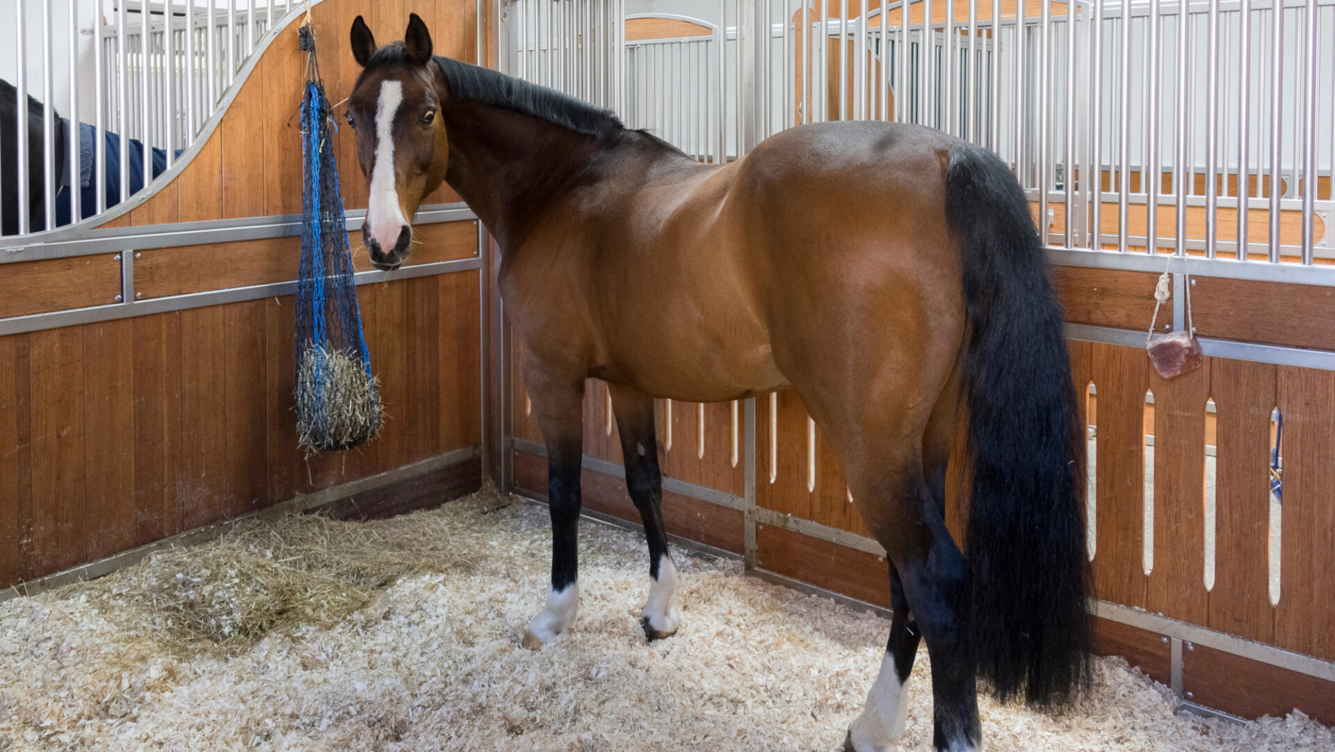 Why do horses neigh? H&H investigates... - Horse & Hound