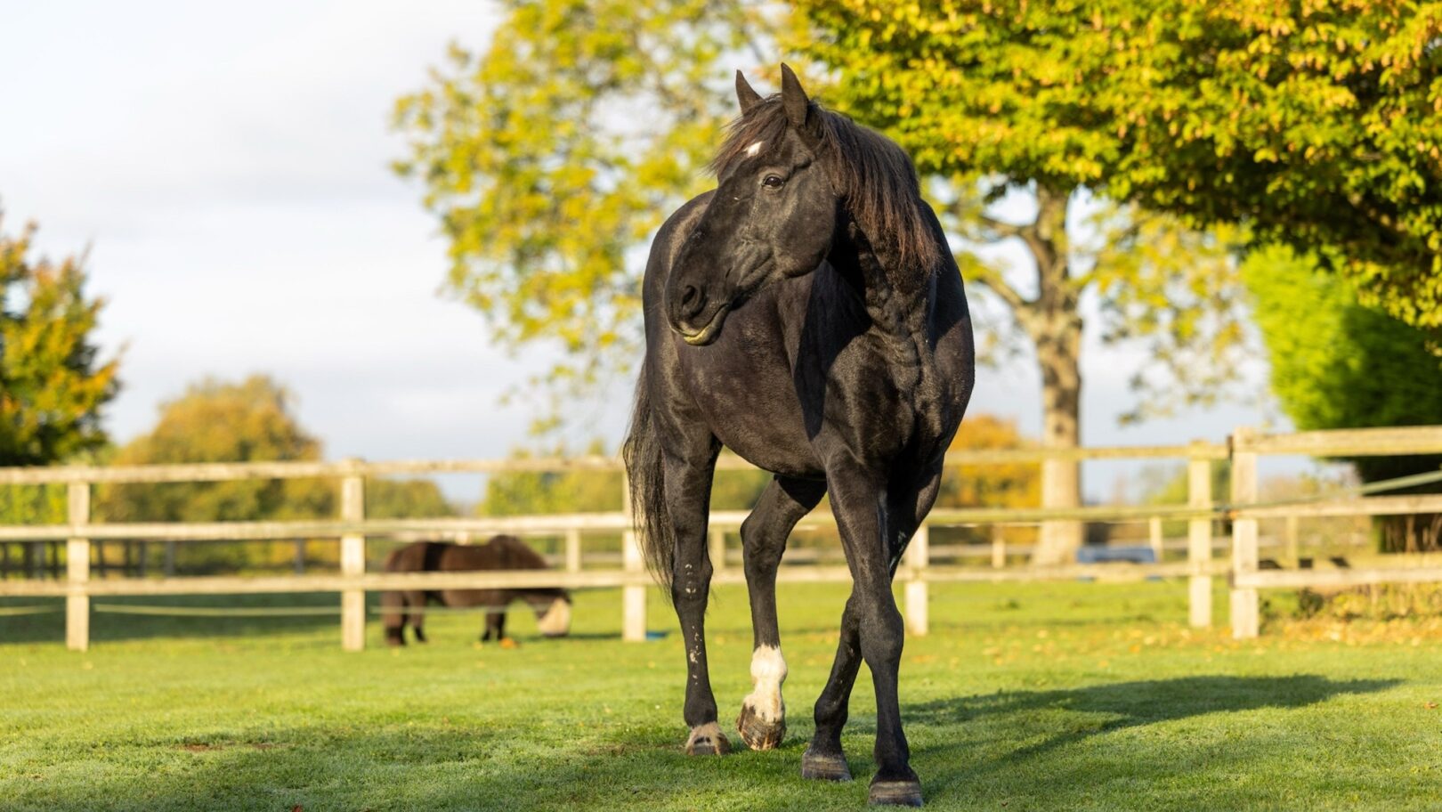 Army horse who made ‘remarkable recovery’ after he ran loose on London ...