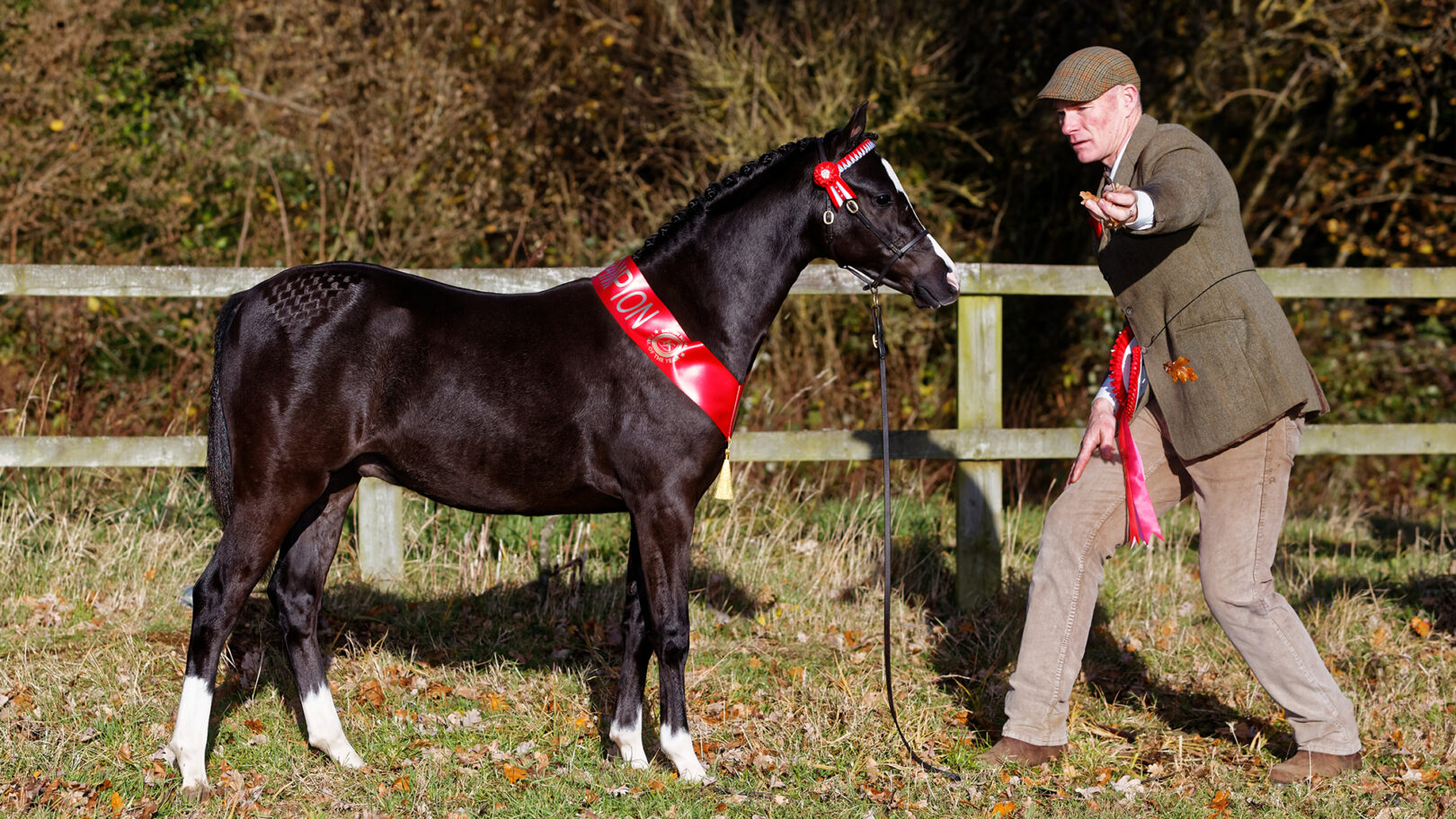 How to handle a foal from untouched to foal-show ready