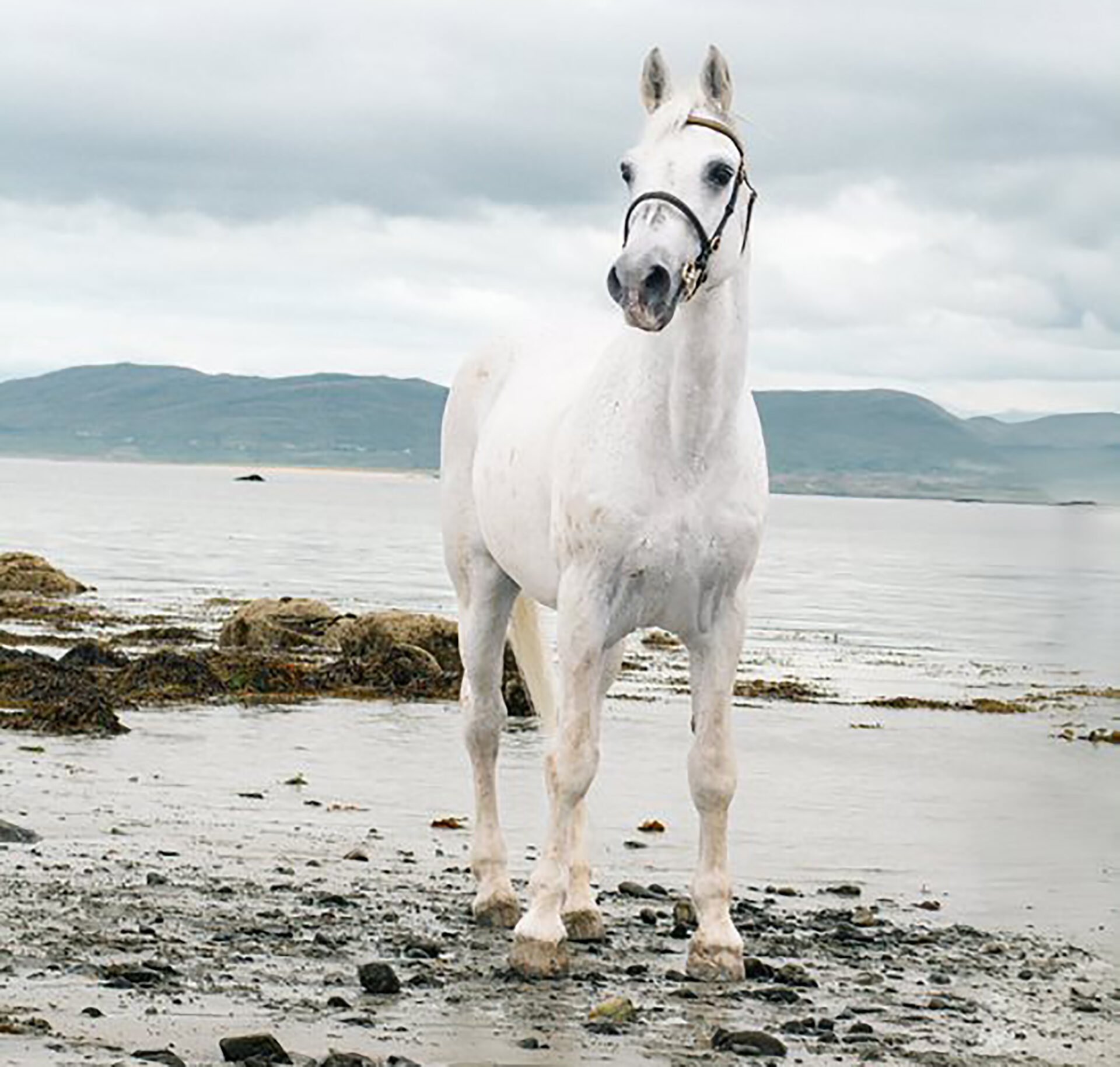Connemara stallion Silver Shadow has died aged 27