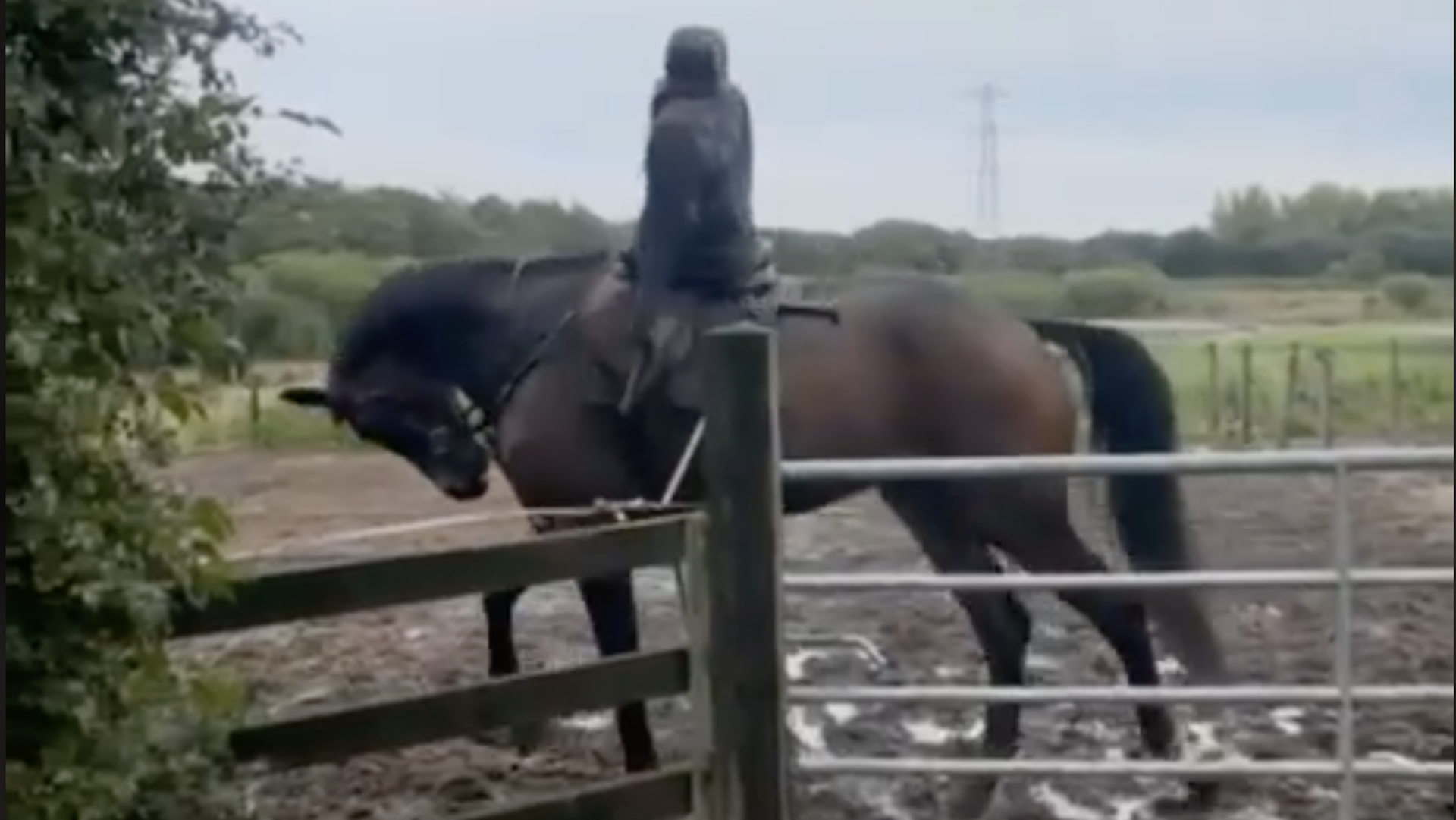 Backing dummy video investigation and other things the horse world is ...