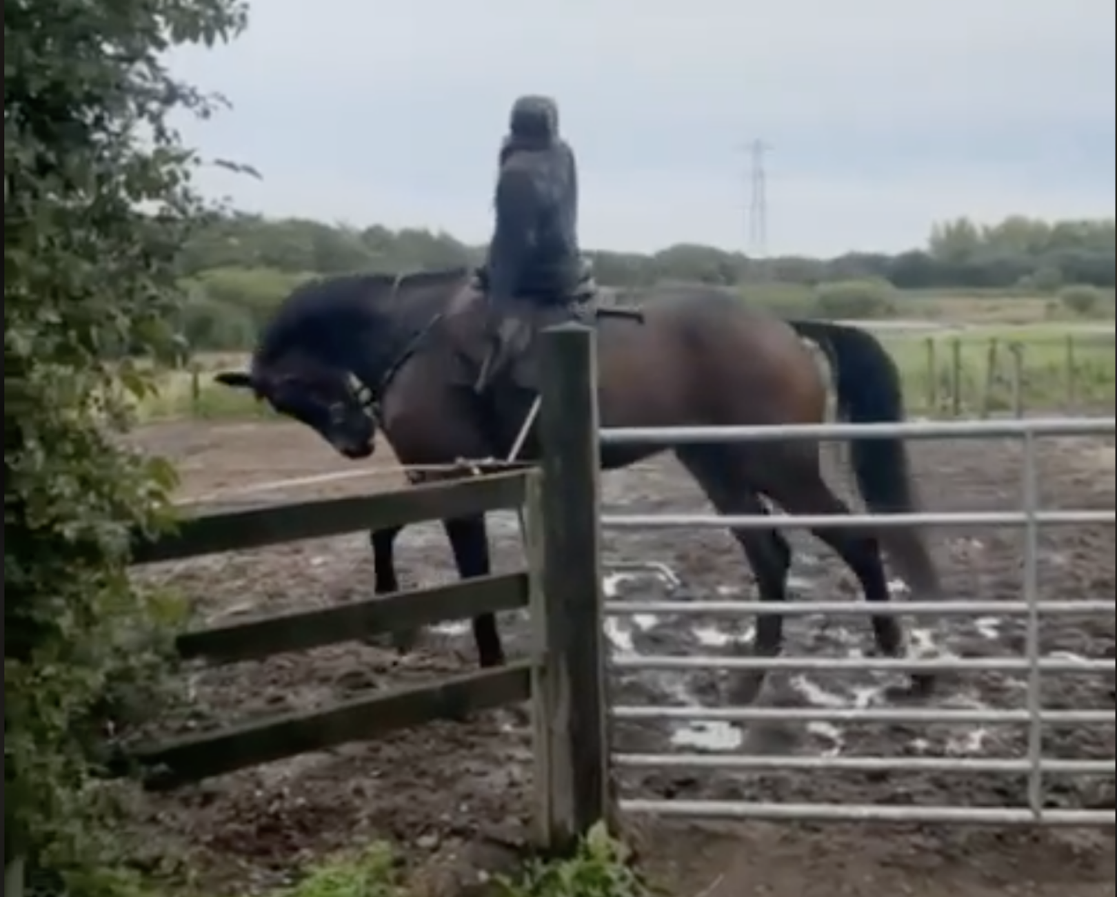 Showing producer under investigation for backing dummy video - Horse ...