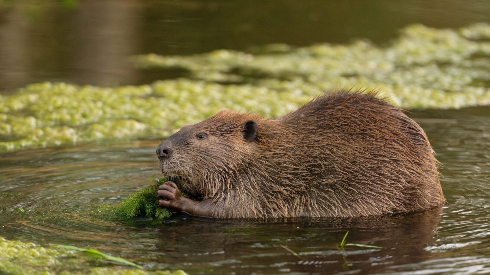 How the story of a beaver who pawed her glass window could improve the ...