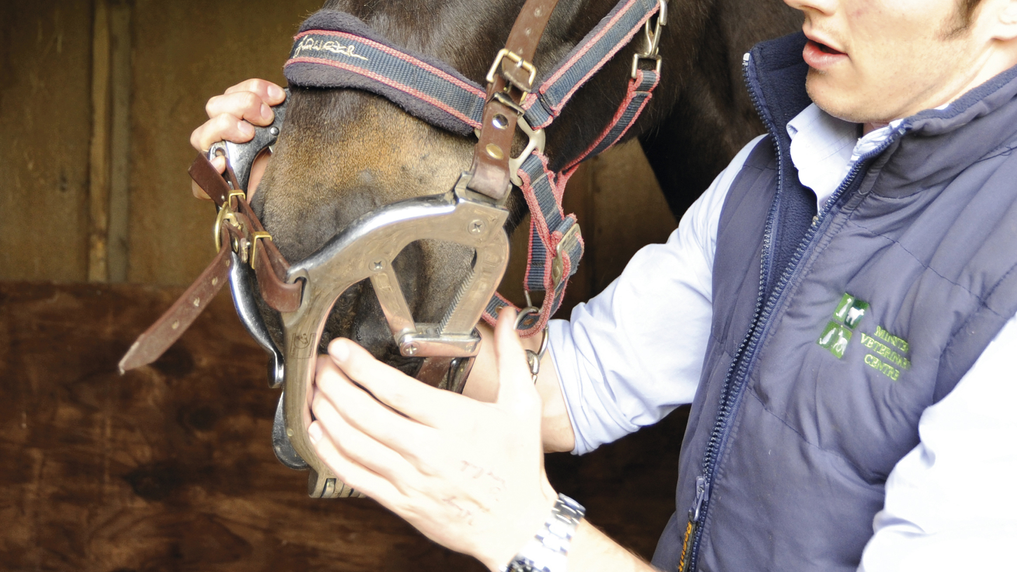 What is an equine dental technician? - Horse & Hound