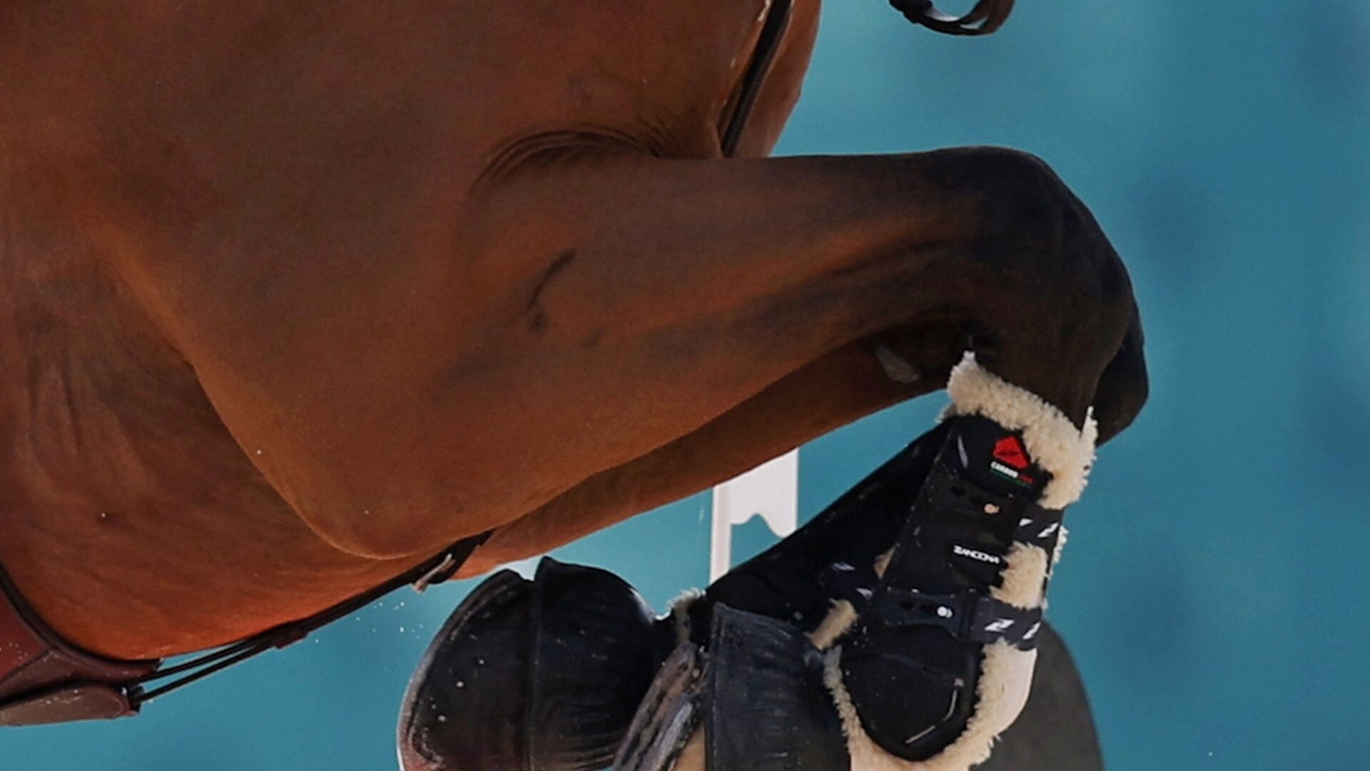 Dressage blood rule clarification and what’s coming for FEI competitors