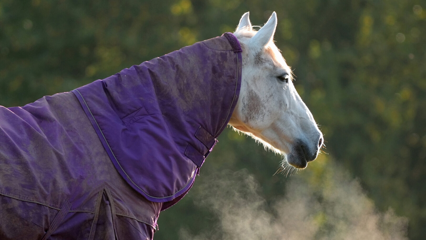 Horse rugging guide for every temperature, stabled or living out