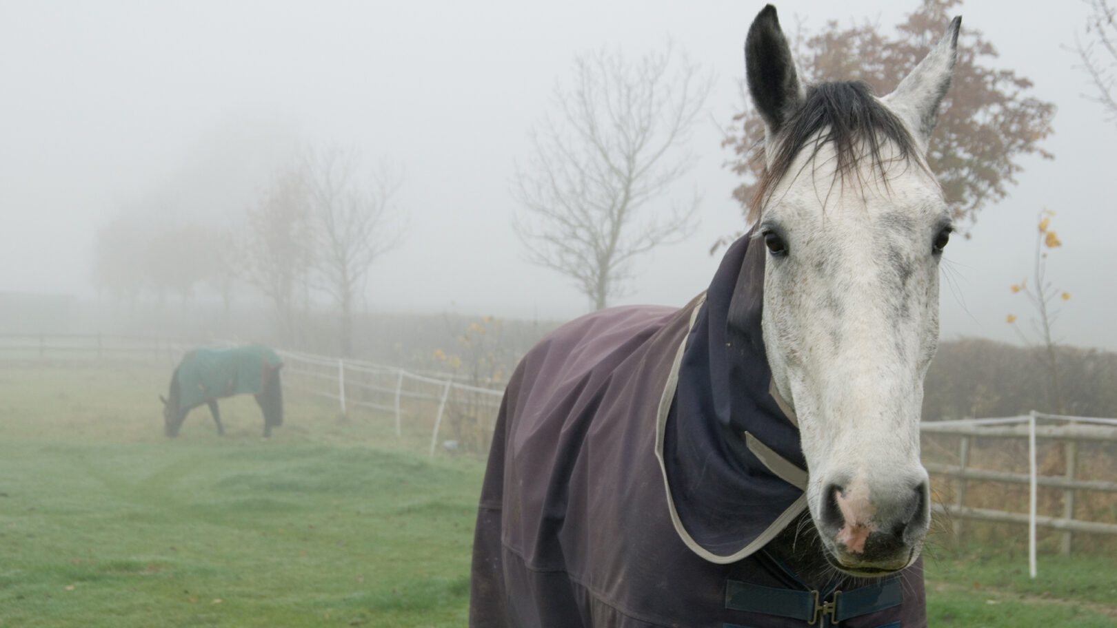 Horse rugging guide for every temperature, stabled or living out