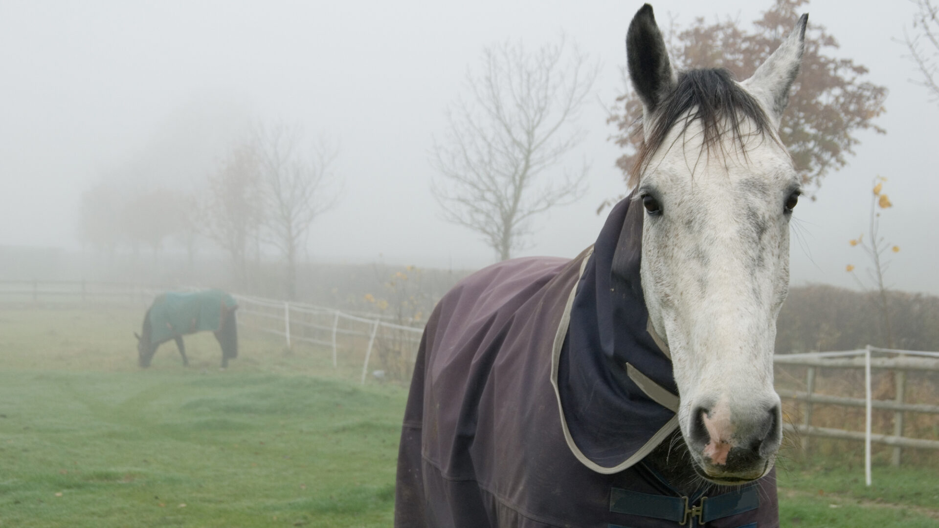 Horse rugging guide for every temperature, stabled or living out