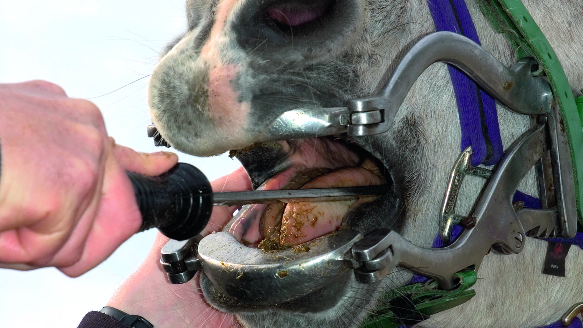 Tooth infections in horses and the treatments that are available