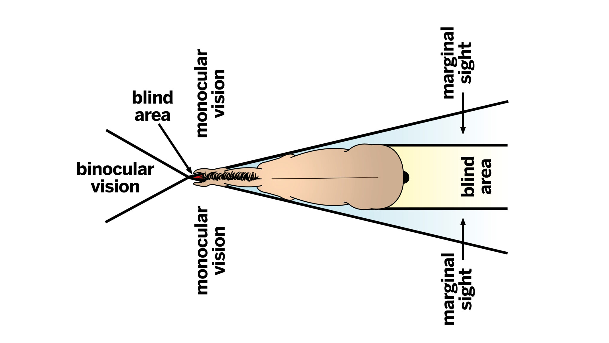 Horse eyesight: Normal vision and common problems | Horse & Hound