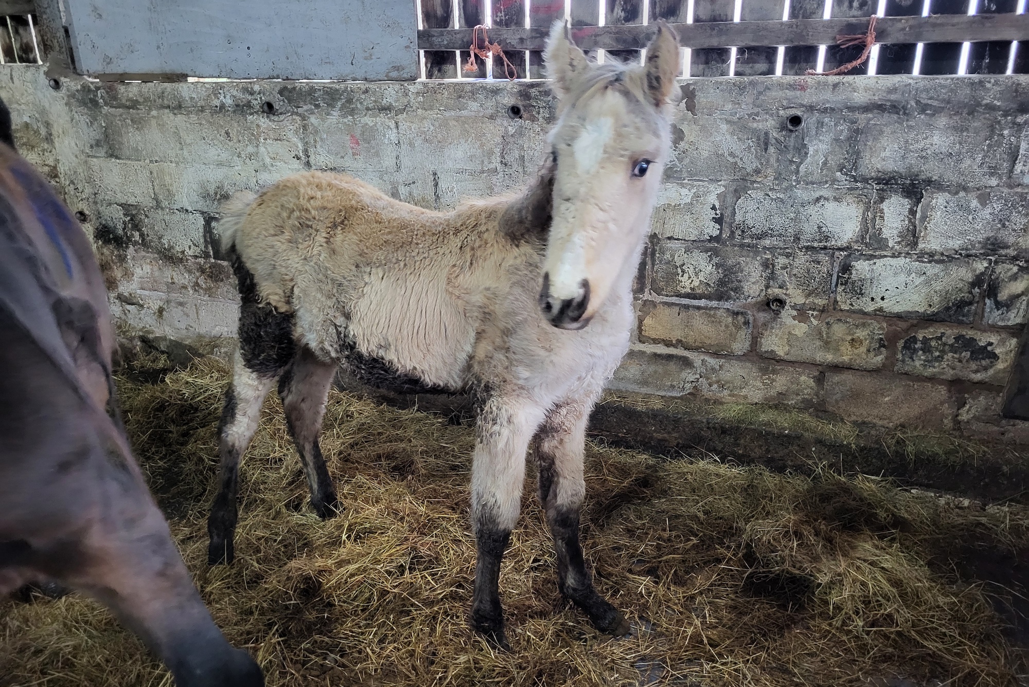 ‘Think carefully about where horses you sell may end up’: warning to ...