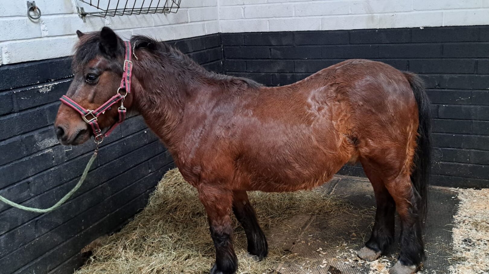 Olympic schedule confirmed, owners urged to act after elderly pony ...