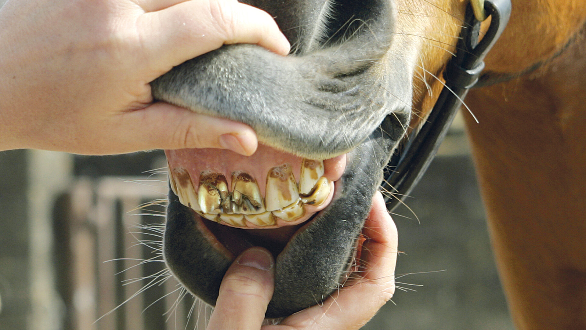 Tooth infections in horses and the treatments that are available
