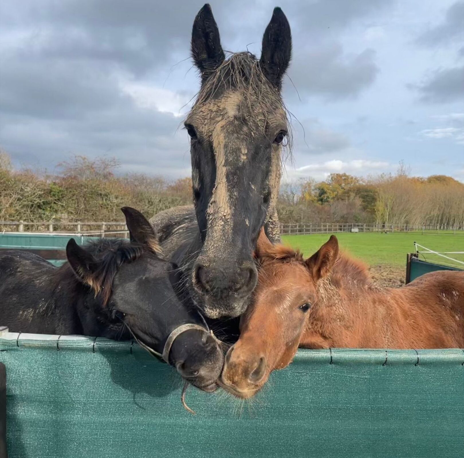 ‘Not a dry eye’ as much-loved mare takes on orphaned foal to love ...