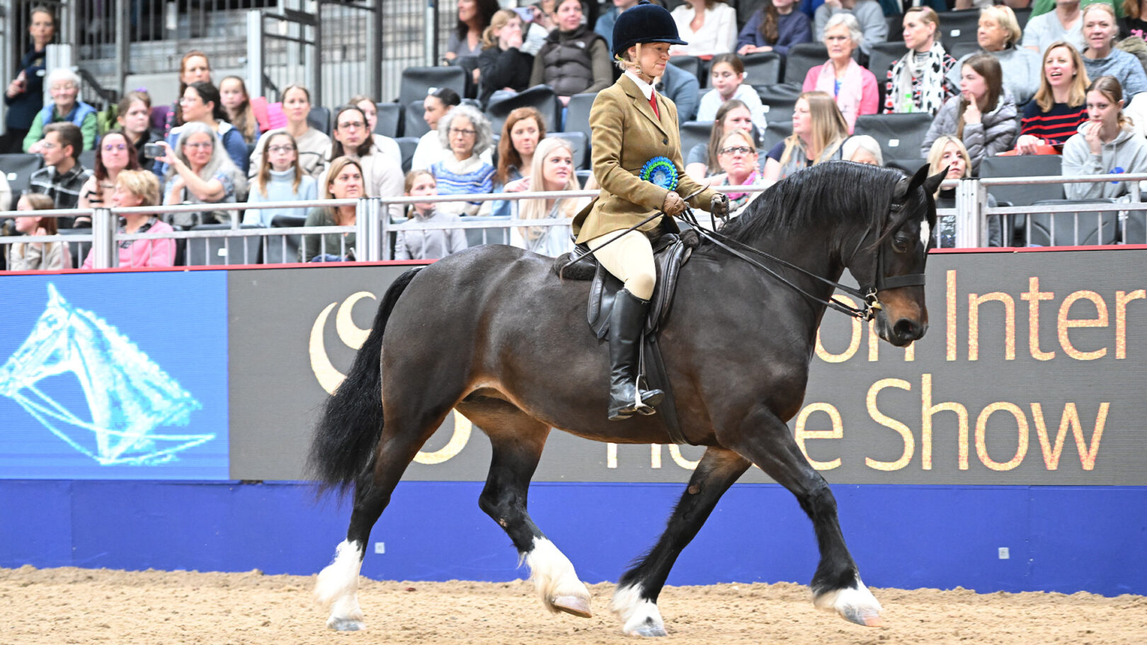H&H's guide to hogged show cobs - Horse & Hound