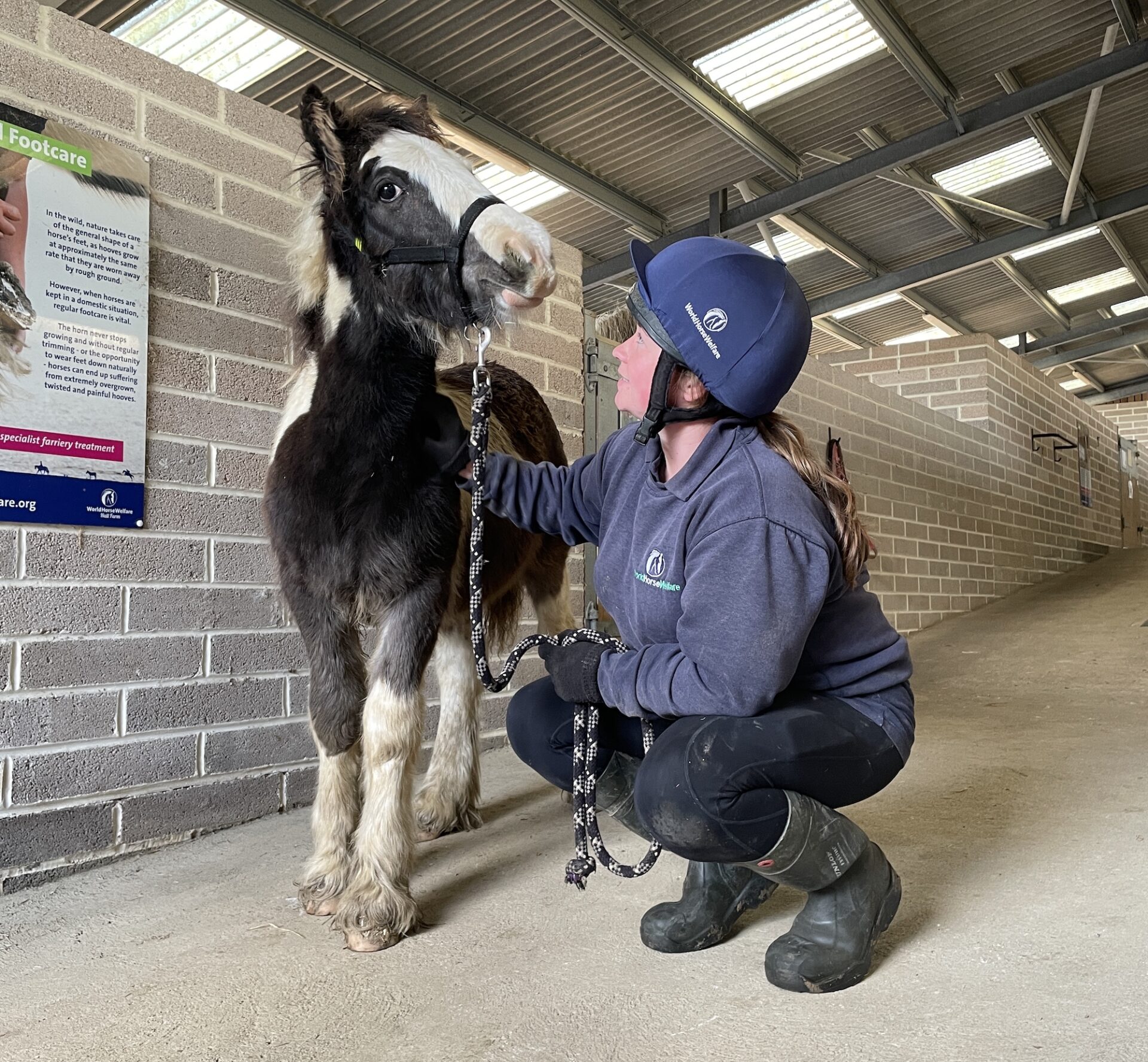 ‘Heartbreaking to see him so afraid’ but foal dumped at six weeks old ...