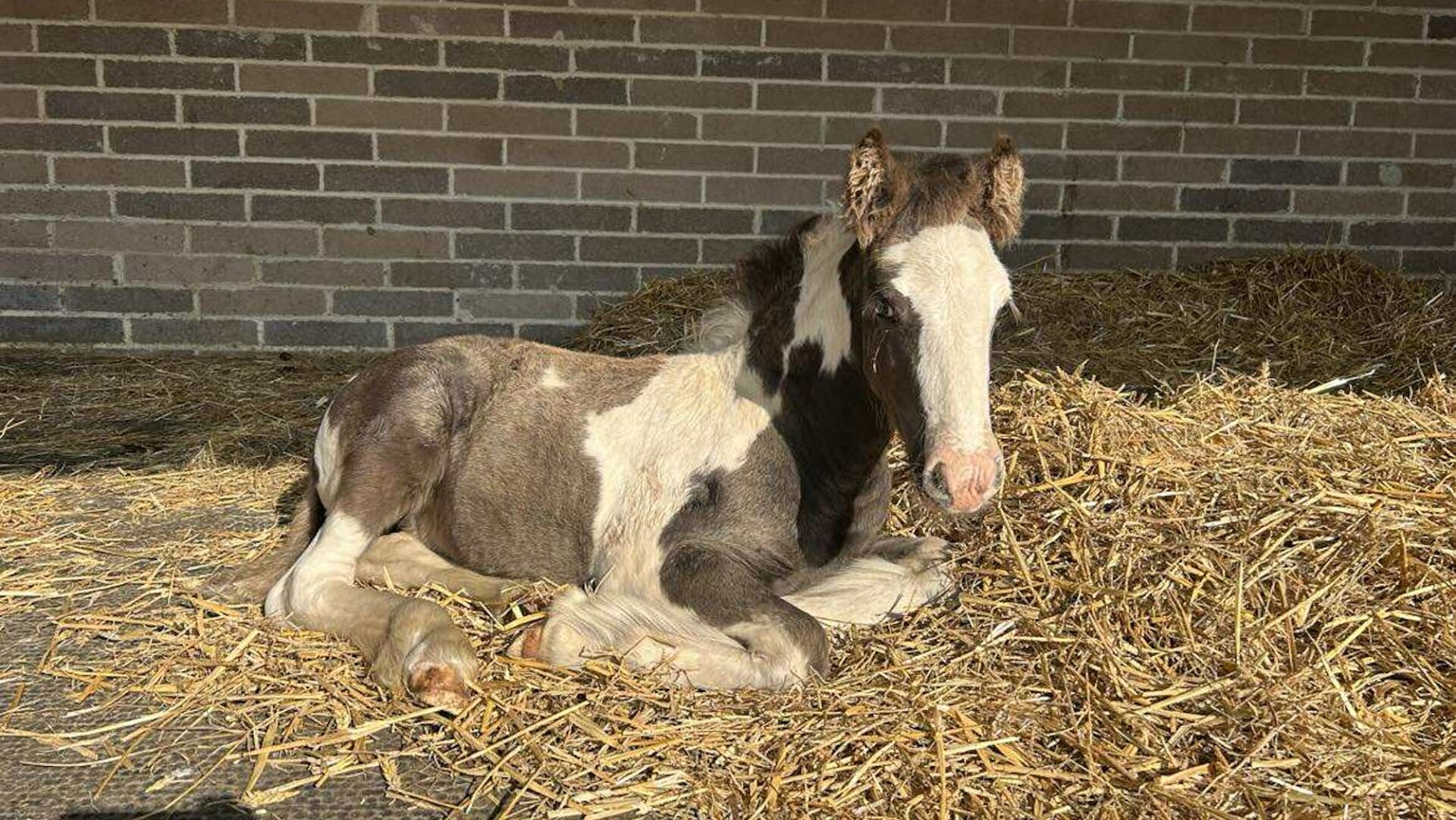 ‘Heartbreaking to see him so afraid’ but foal dumped at six weeks old ...