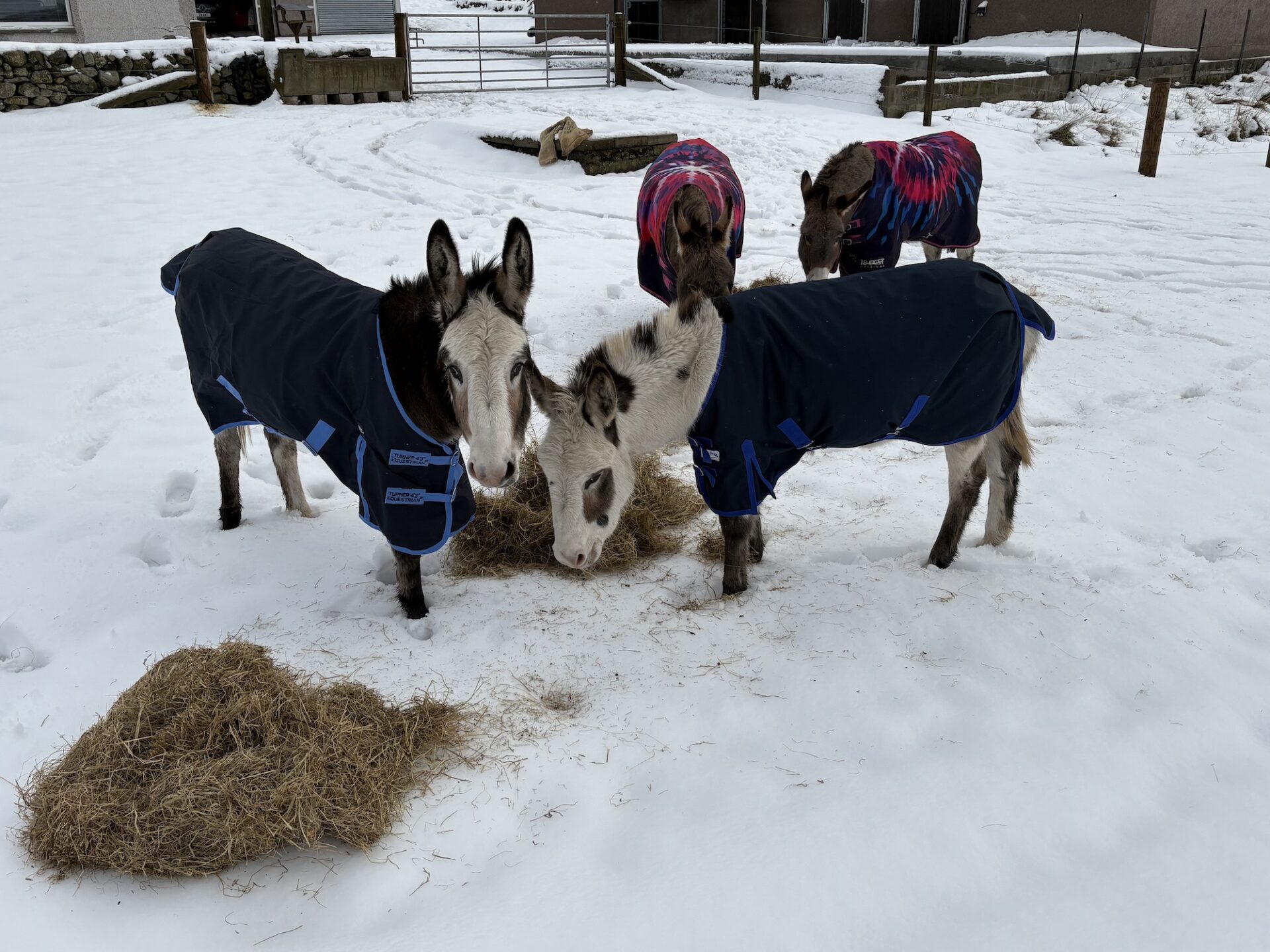 Little donkeys find forever home together in time for Christmas - Horse ...