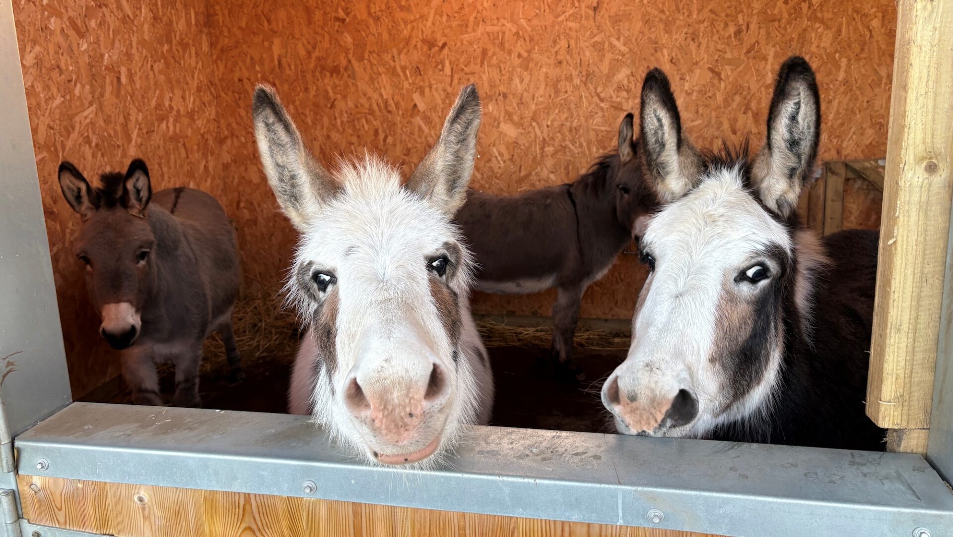 Little donkeys find forever home together in time for Christmas - Horse ...