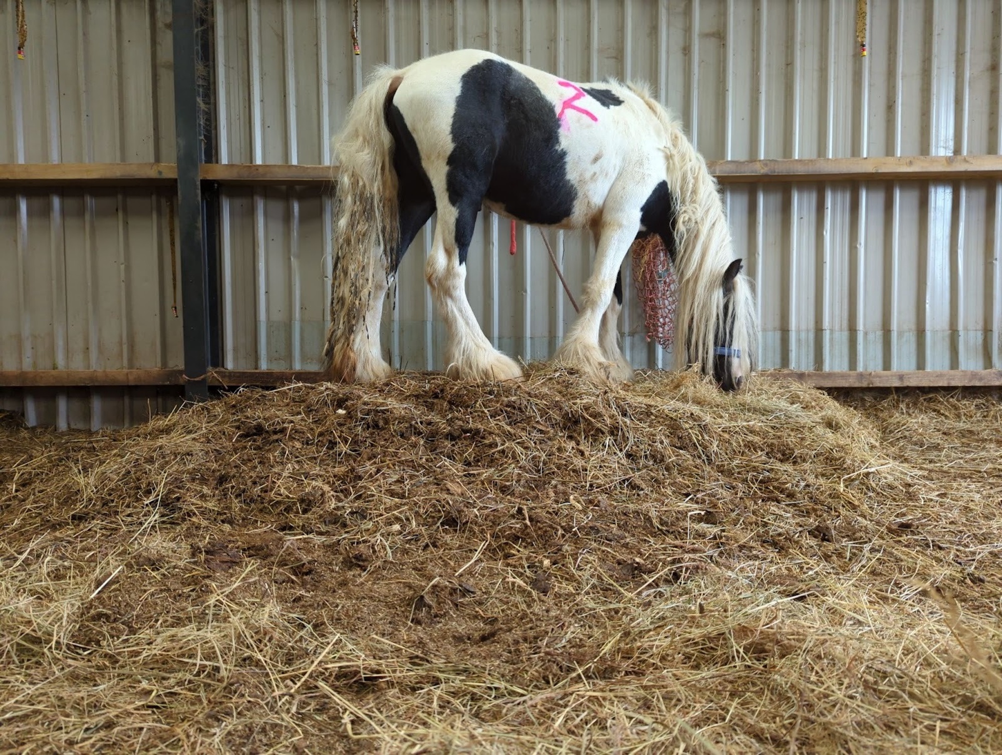 Sisters ‘never intended to cause suffering’ but one horse put down out ...