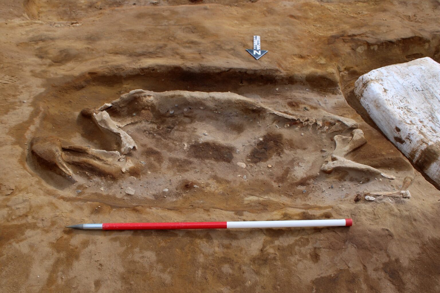 Anglo-Saxon horse grave discovered at Sizewell C site