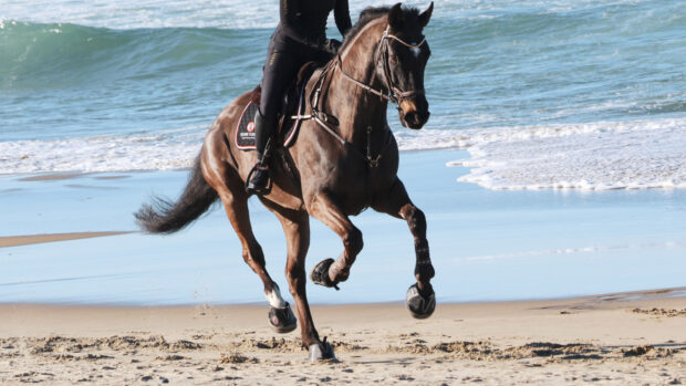 Hoof boots for horses: how to choose the right fit, style and use