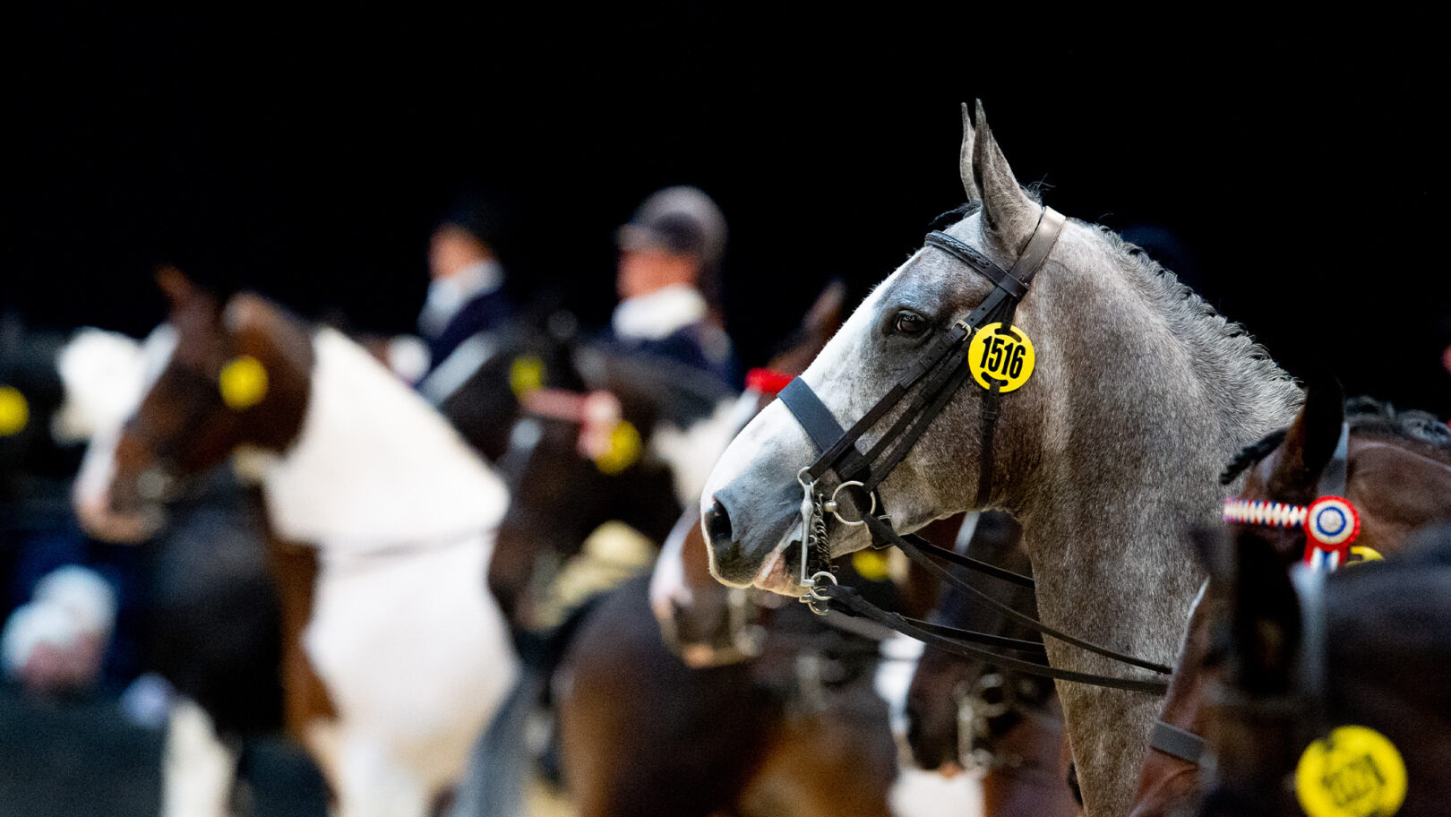 Amateur showing classes for riders during the 2026 season