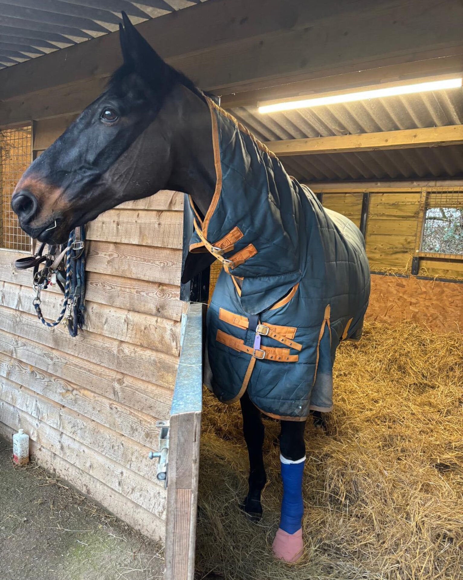 Sprinter Sacre recovering at home after surgery this week