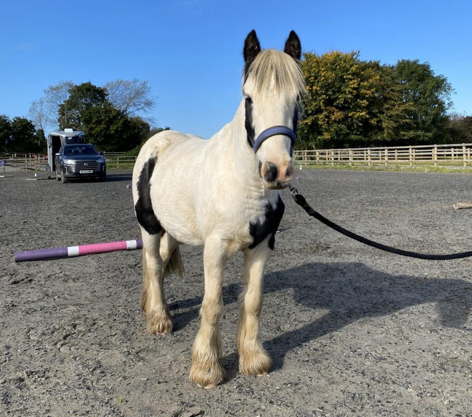 Foal who called to his dead friend during rescue now has the ‘happy ...