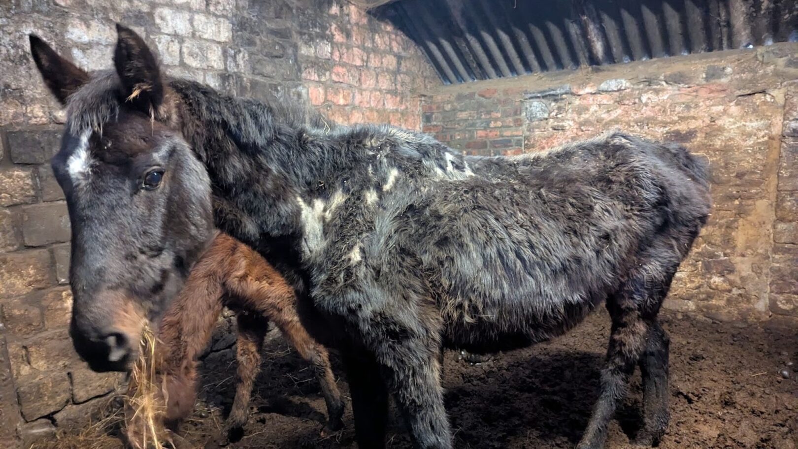 Kerry Anne Pickersgill sentenced for allowing horses to suffer