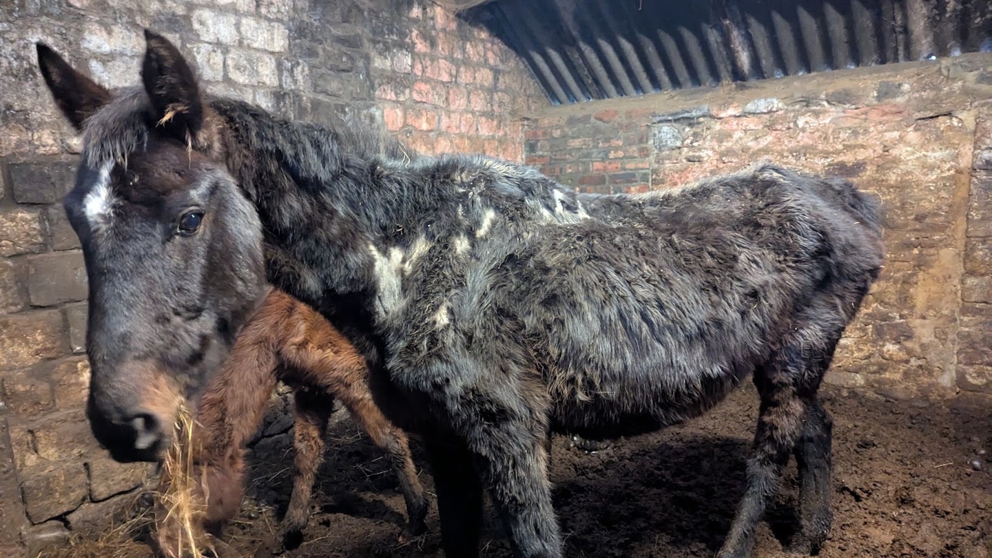 Kerry Anne Pickersgill sentenced for allowing horses to suffer