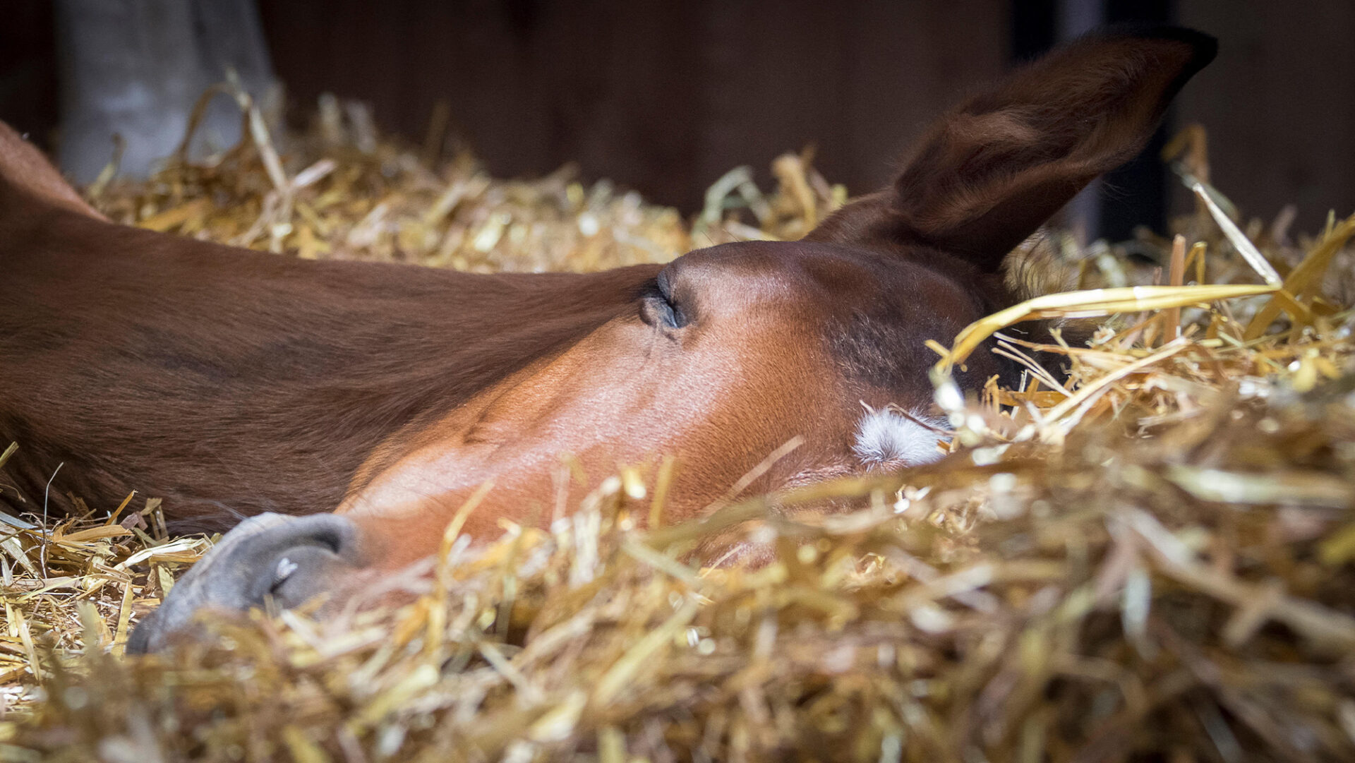 How to keep stabled horses happy and healthy with advice from a vet