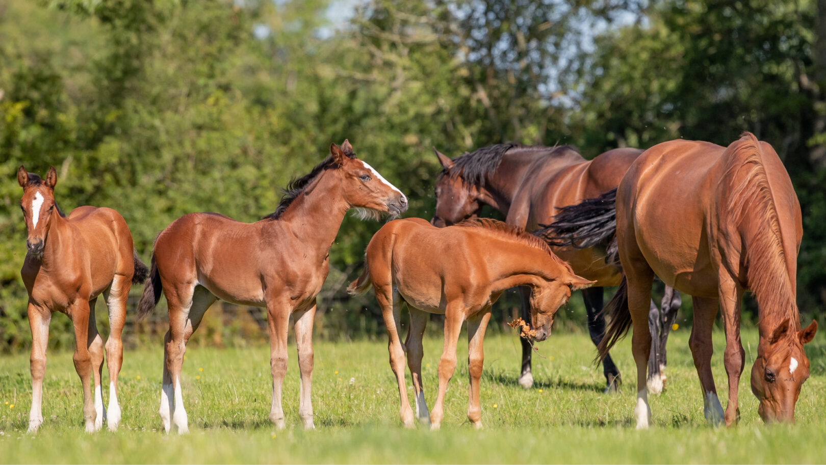 Breeding horses: expert advice for first-timers and experienced breeders