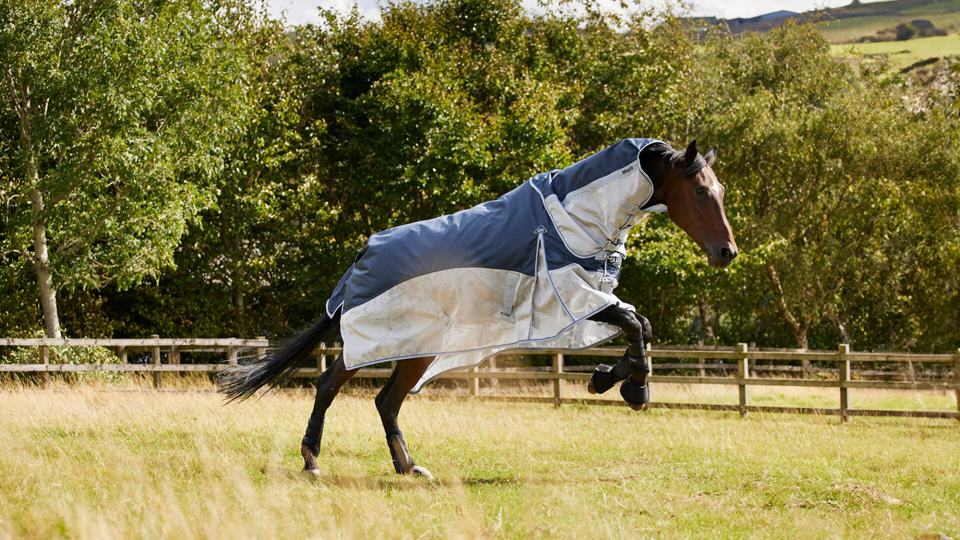 Horse flies: how to avoid them plus how to treat horse fly bites