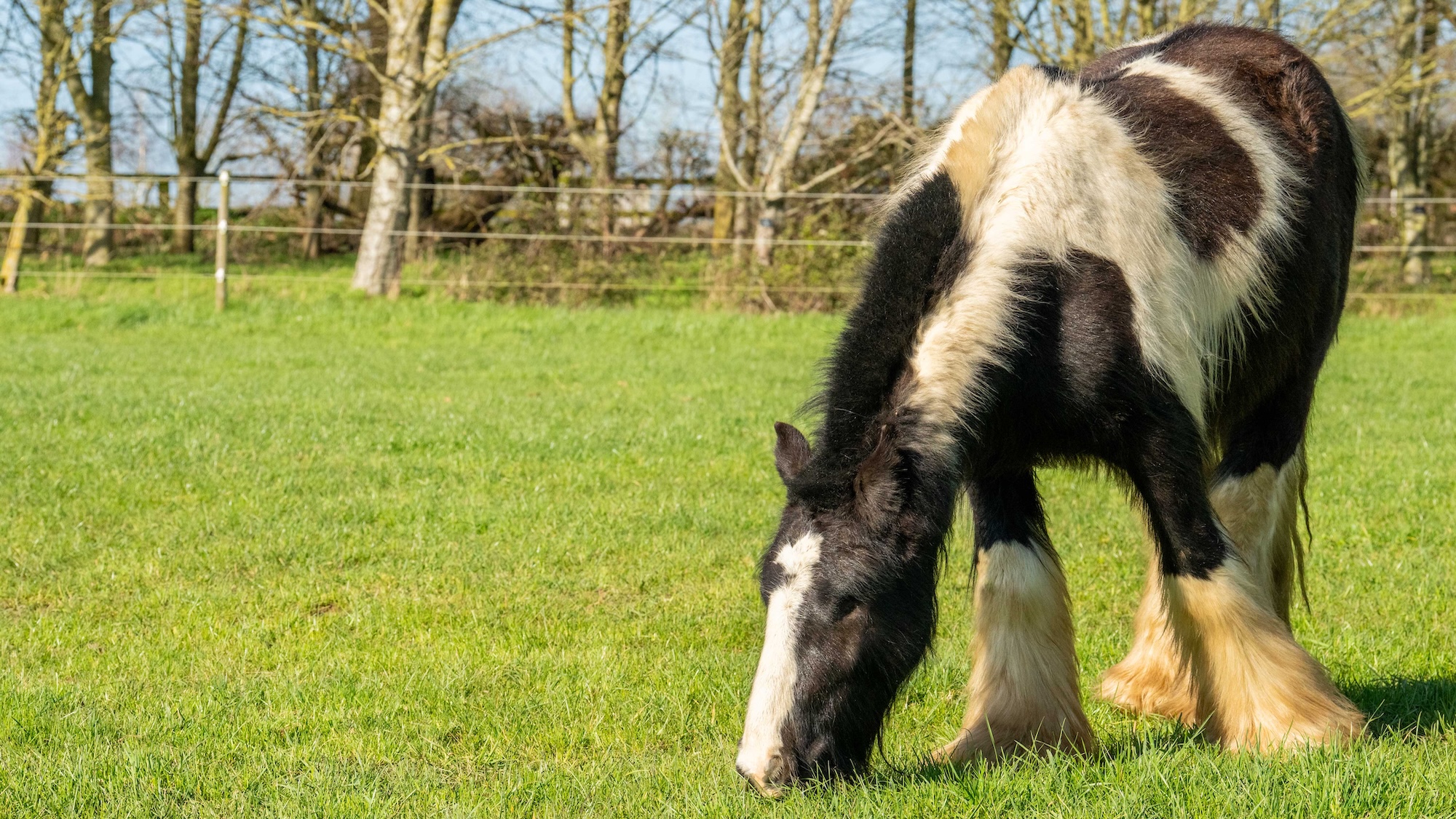 Meet Pirate Pete the one-eyed pony thriving after his rescue