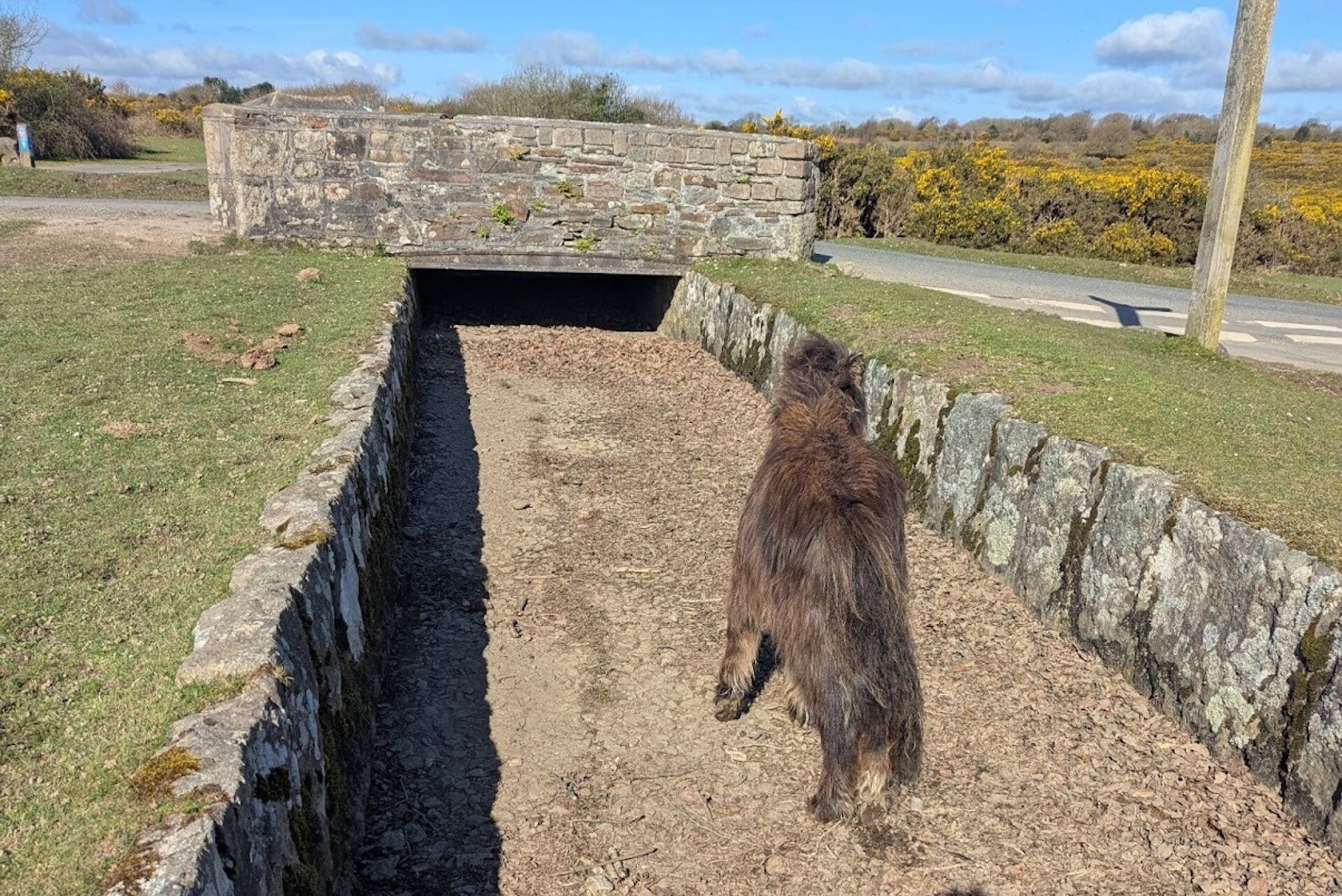 Mare keeps a watchful eye as rescuers help foal stuck in aqueduct